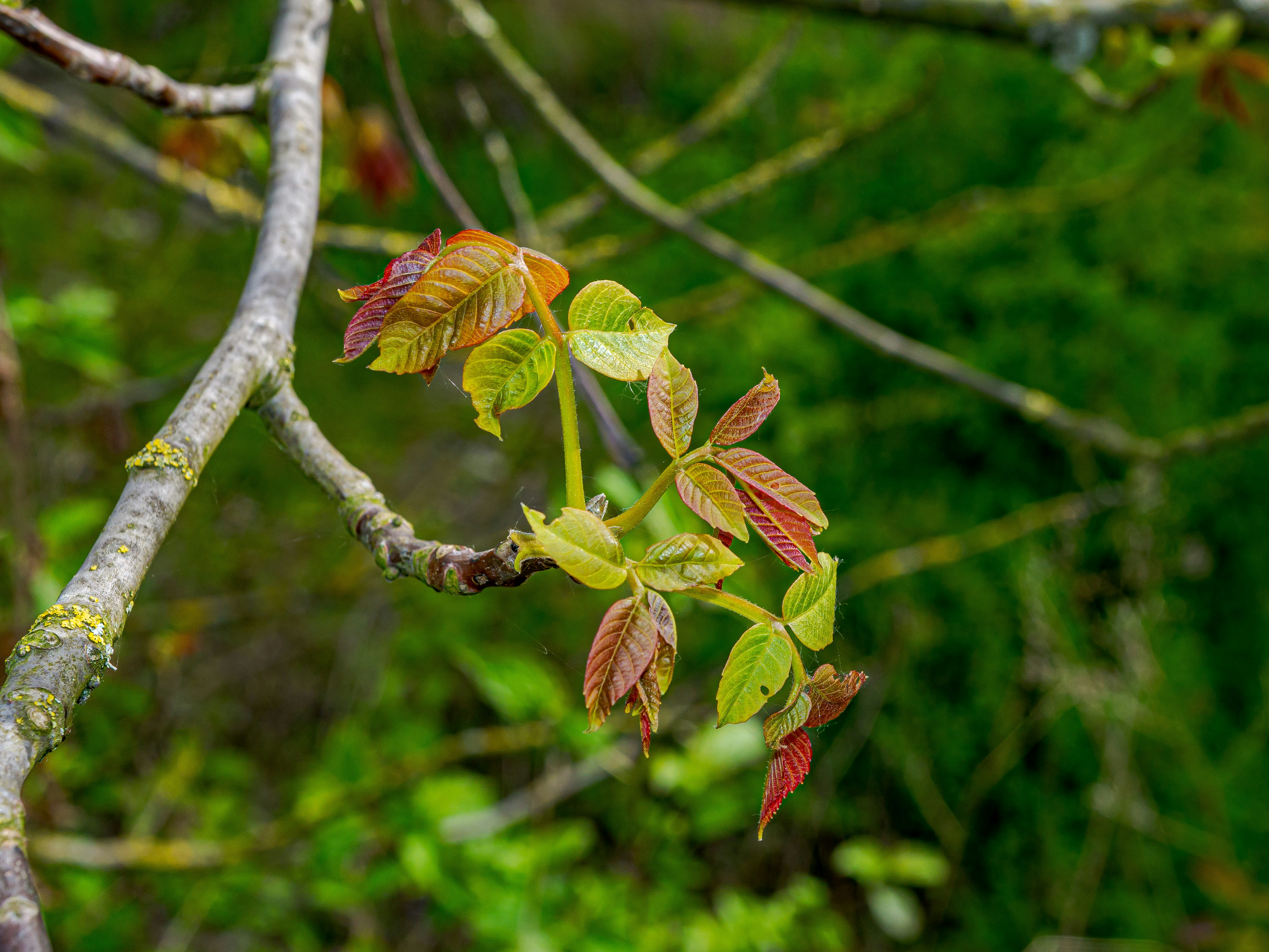 Emerging Spring: Tender Leaves in Morning Light