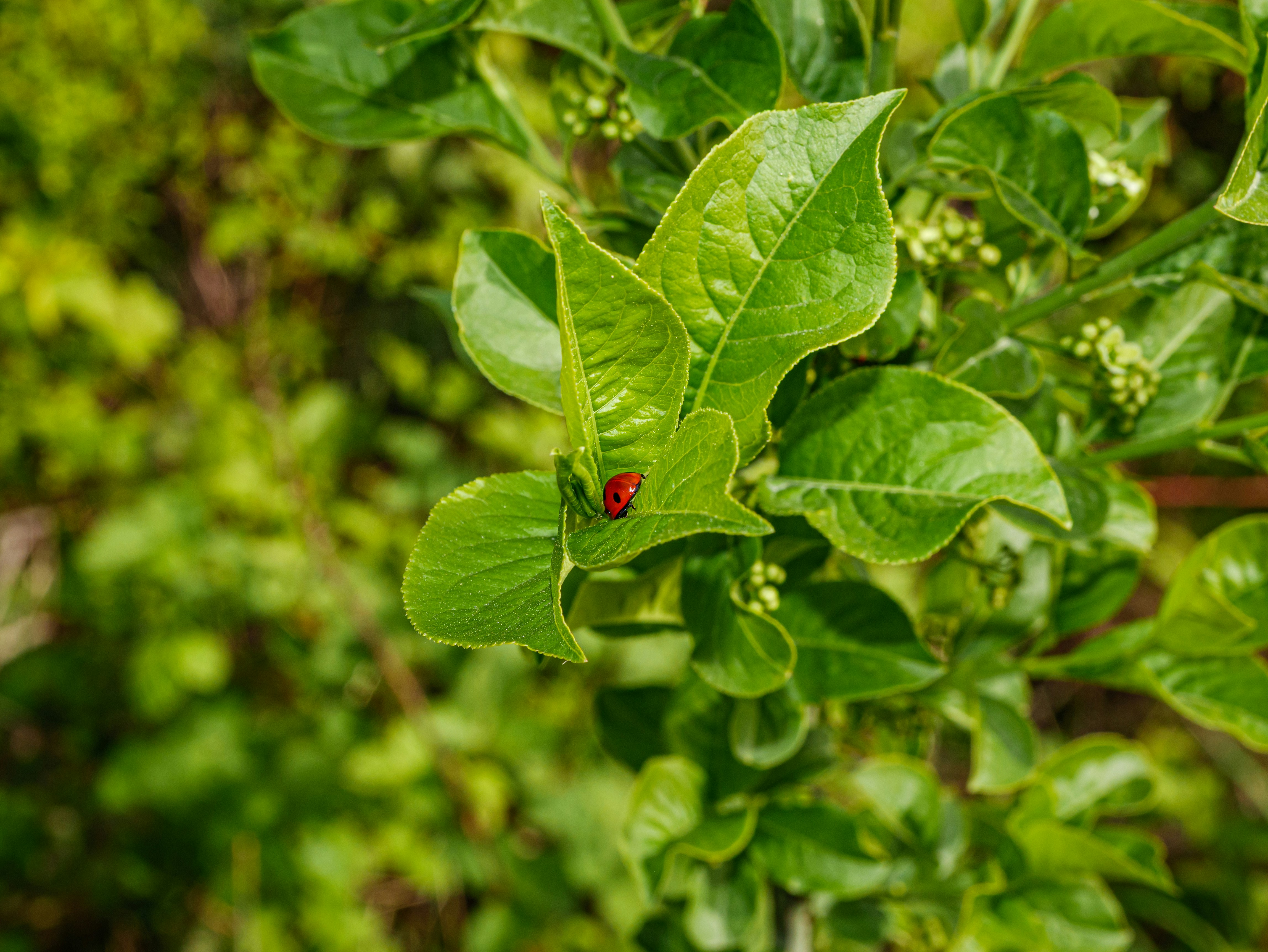Red Ladybug on a Fresh Green Leaf