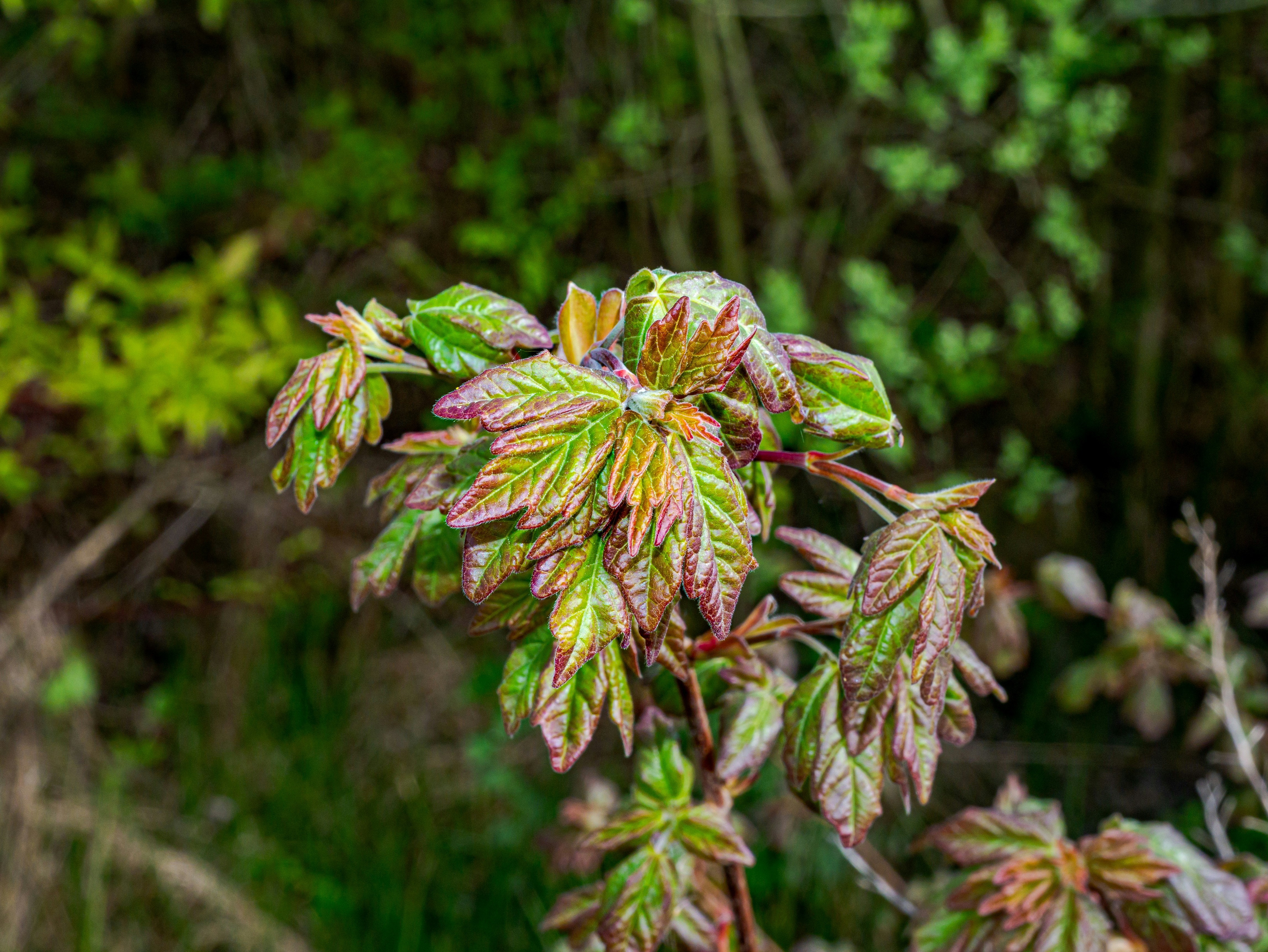 Emerald-tinted shrub with iridescent new growth