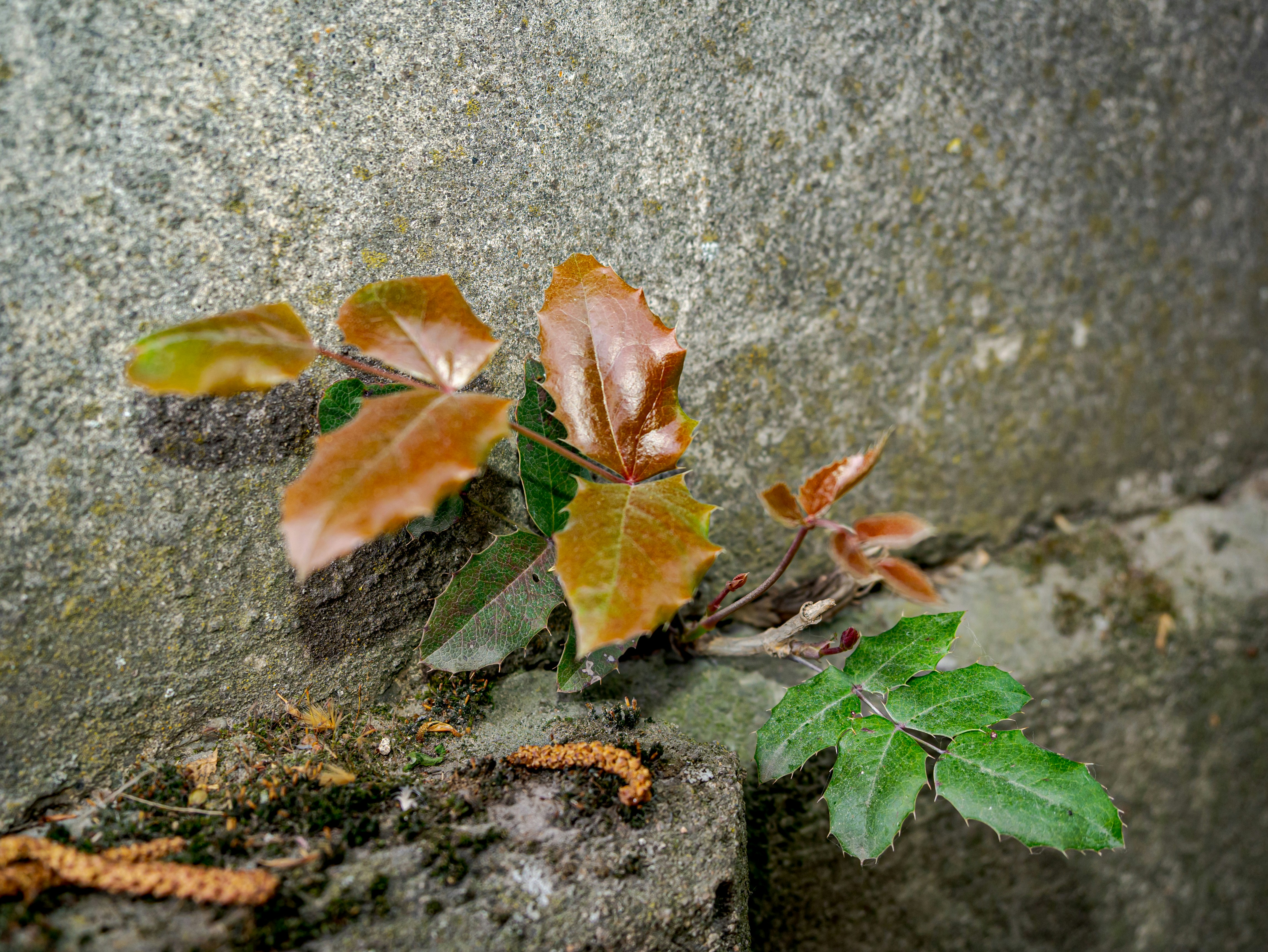 Tiny Ivy Reaching Between Concrete Steps