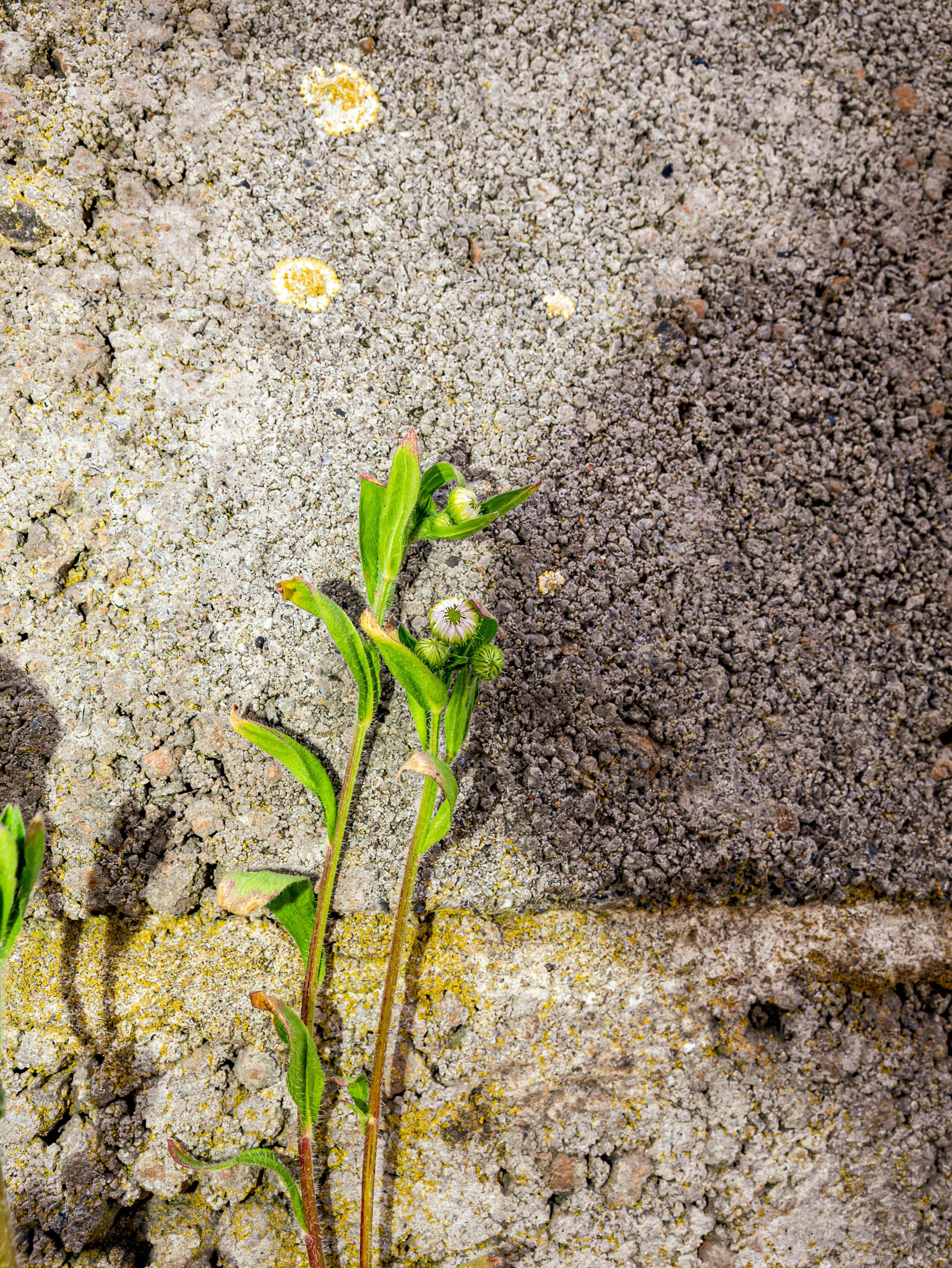 Volunteer Green: A Sprout Defies the Cracked Wall