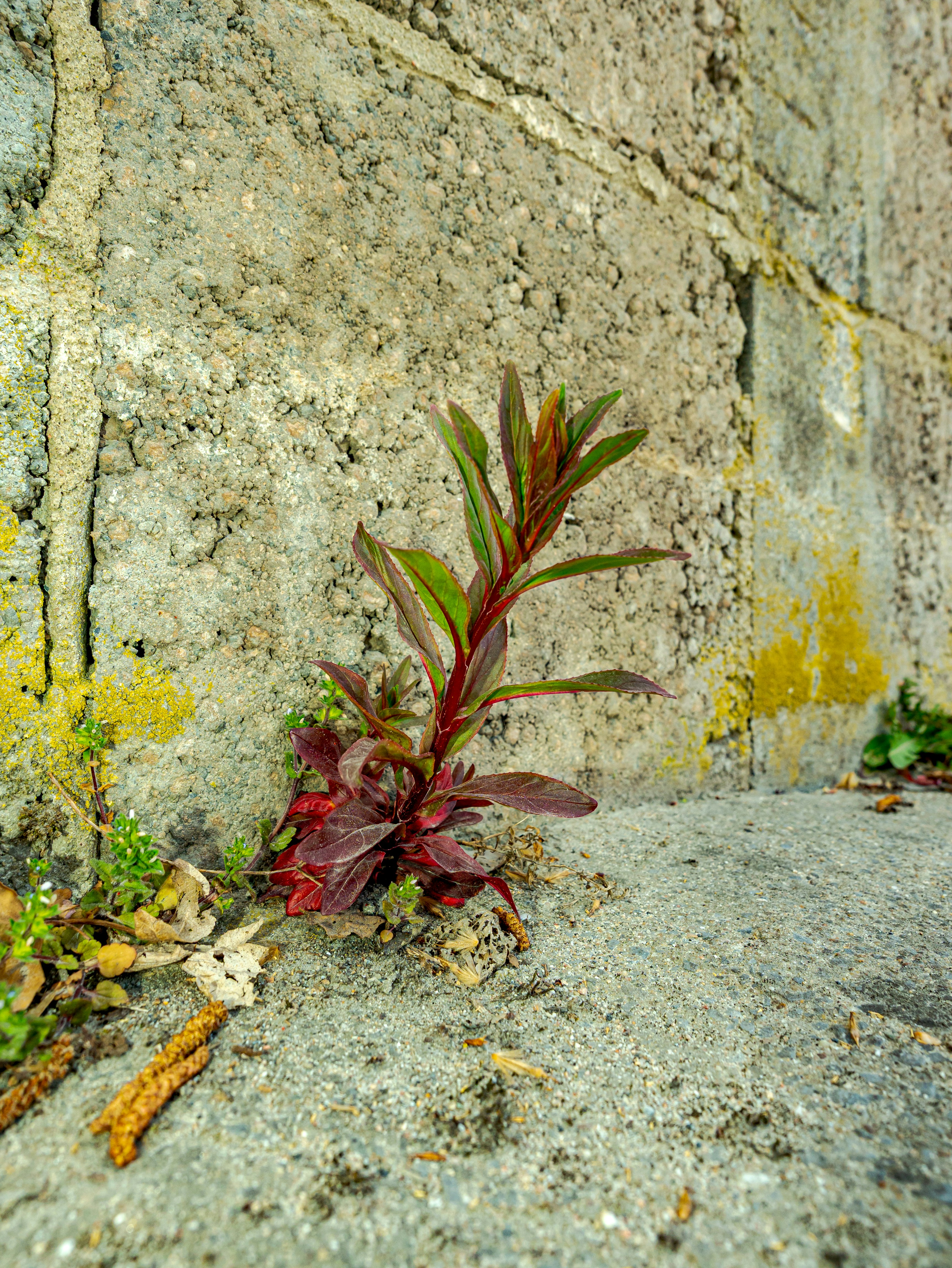 Unlikely Gatekeeper: a resilient weed at the edge of a weathered wall