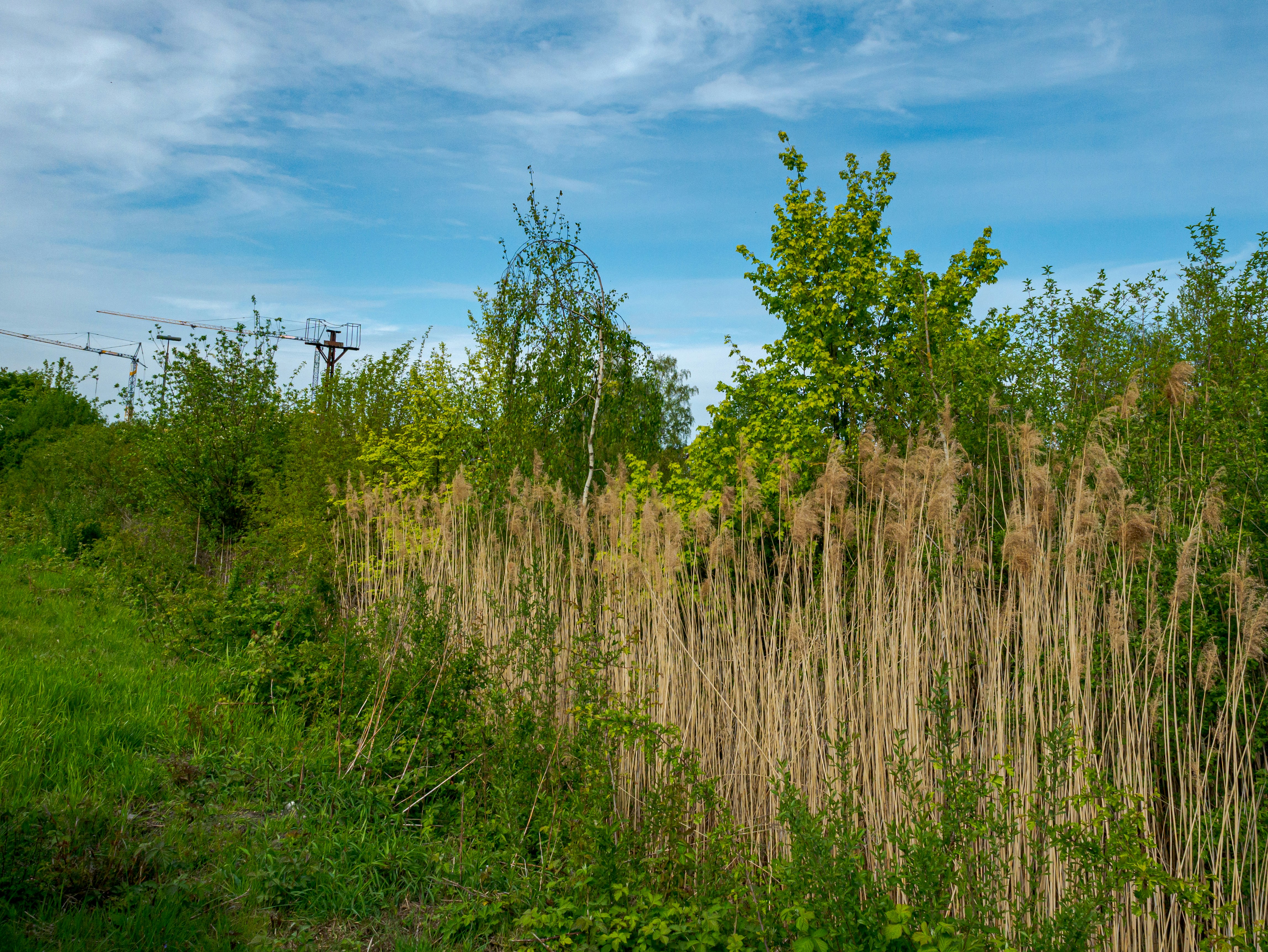 Sunlit Reed Field Under a Bright, Broad Sky