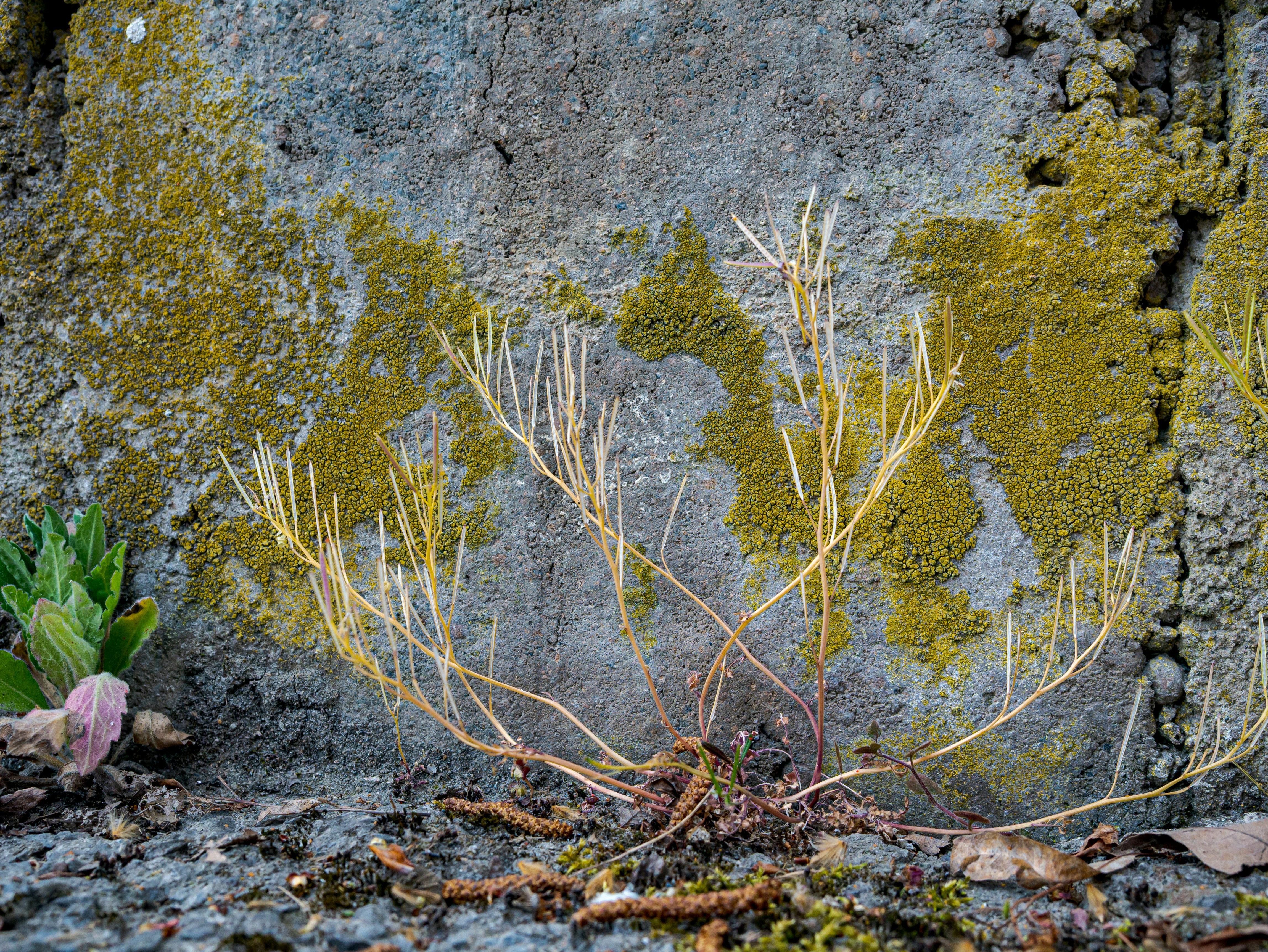 Lichen-Kissed Wall with Sparse Sedum and Woody Fern