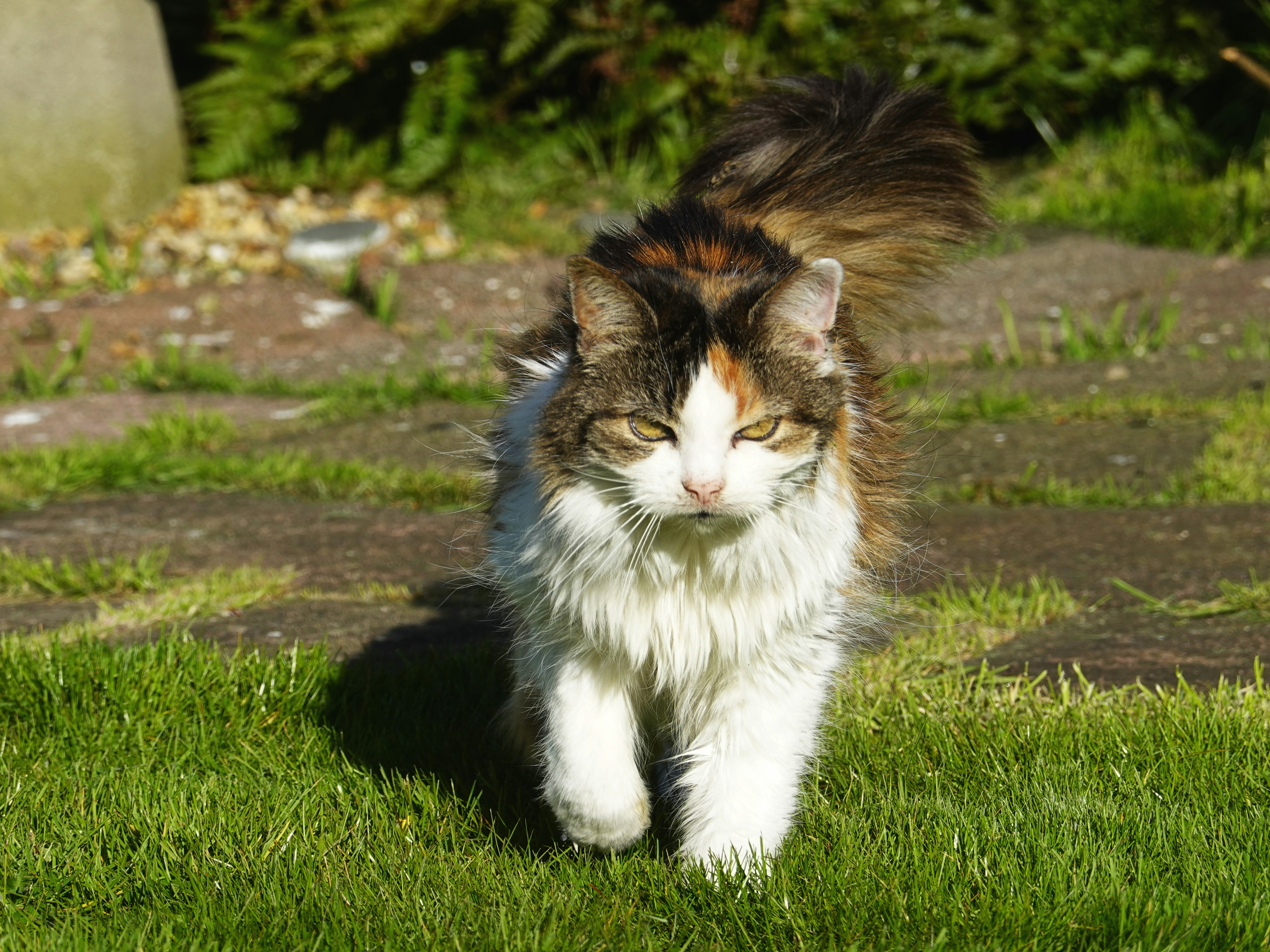 Sunlit Feline Stroll: A Calico cat in the afternoon grass