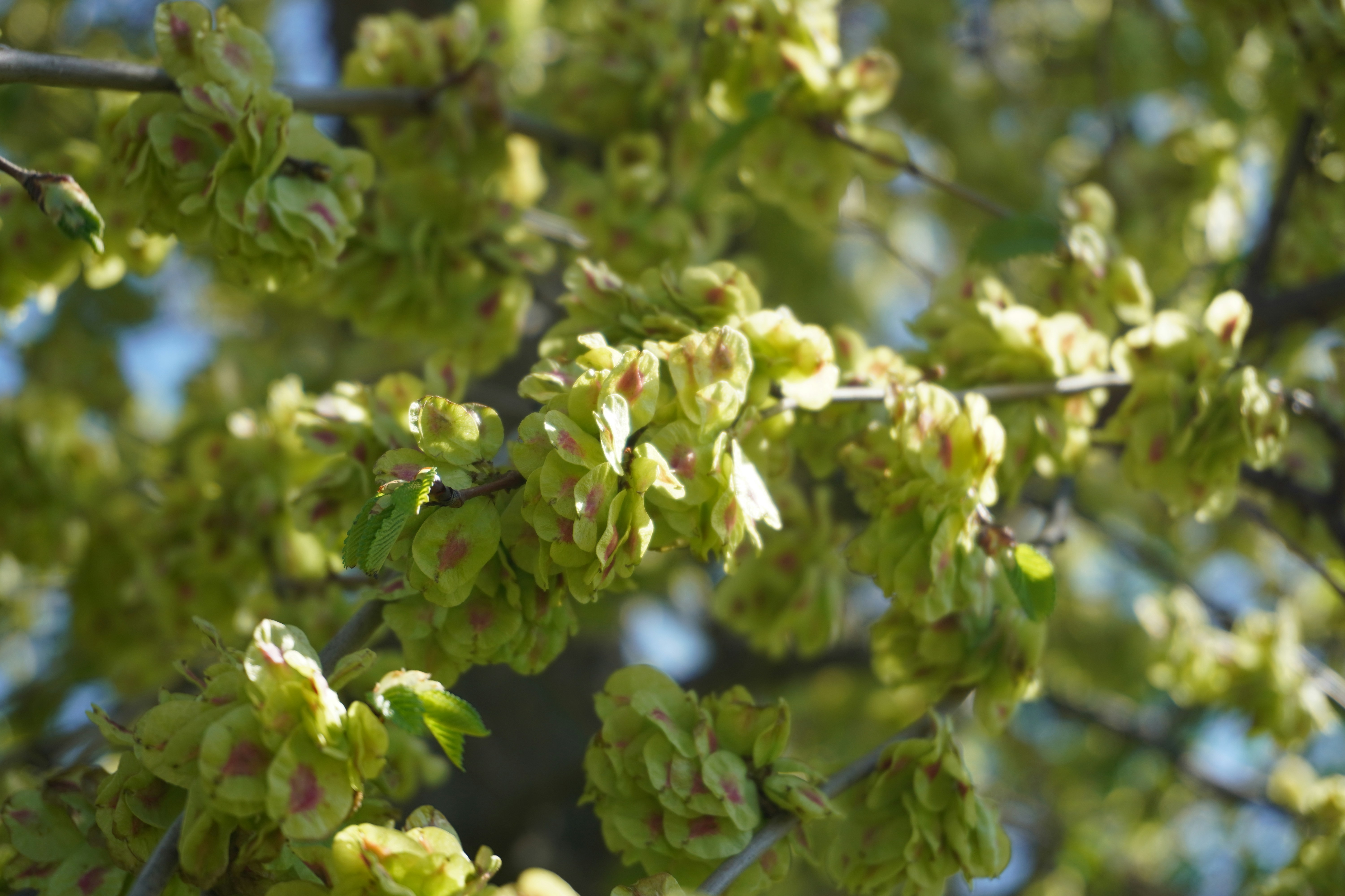 Blossoms in Sunlight: Fresh Green Cathedral on a Branch