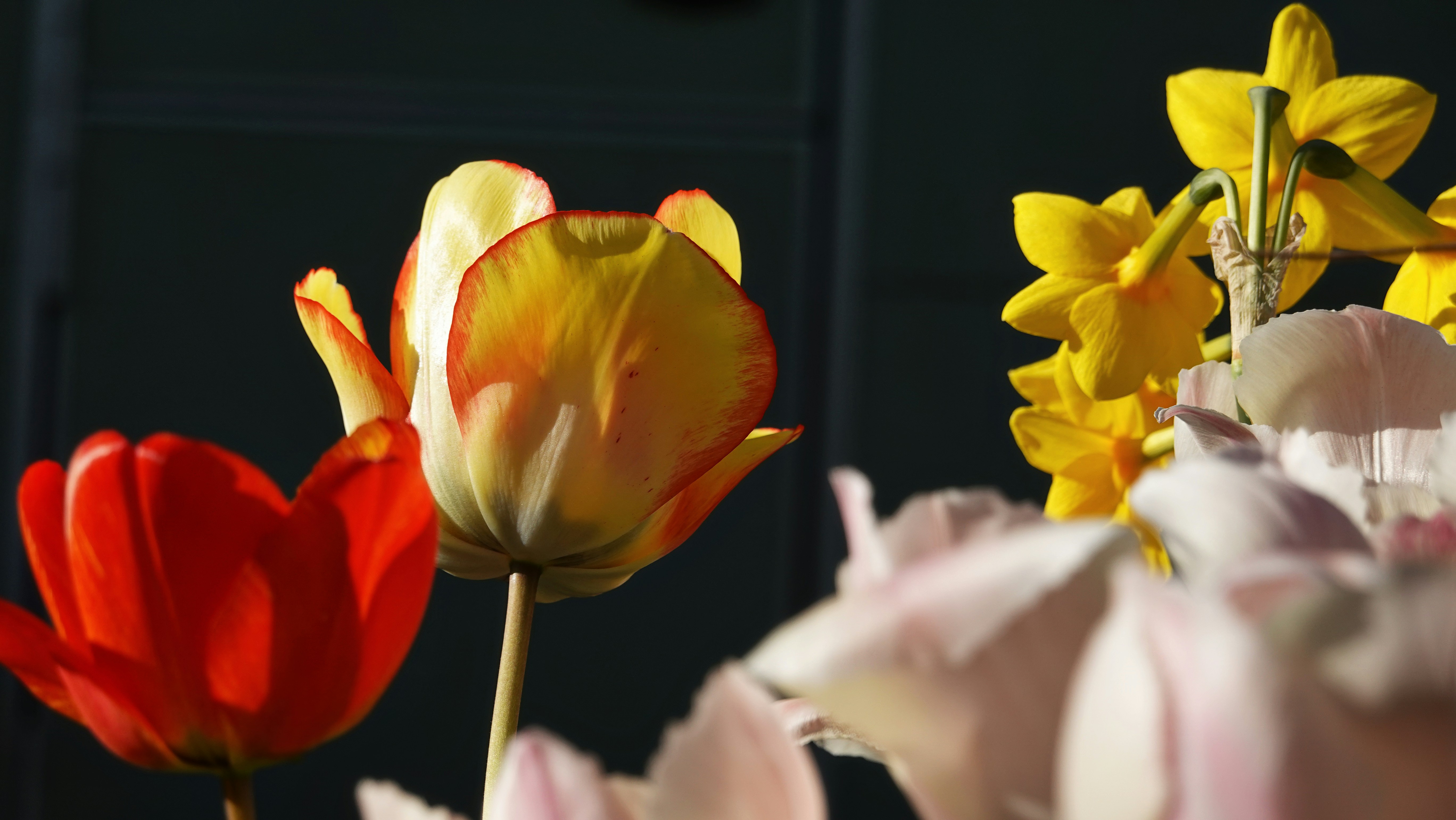 Tulip Spotlight: A Burst of Color Against Quiet Dark