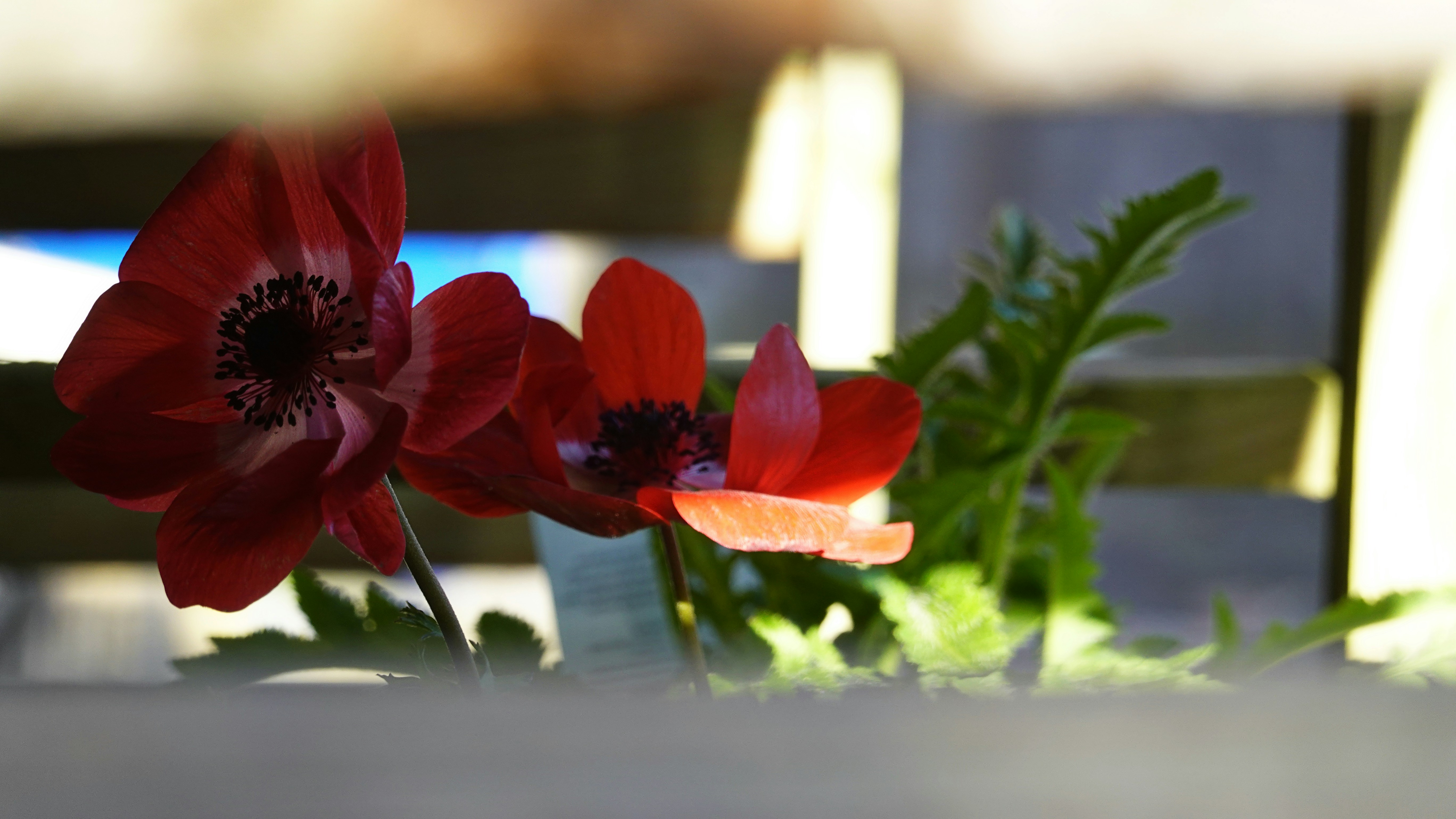 Red Anemone Bloom Framed by Soft Garden Shadows