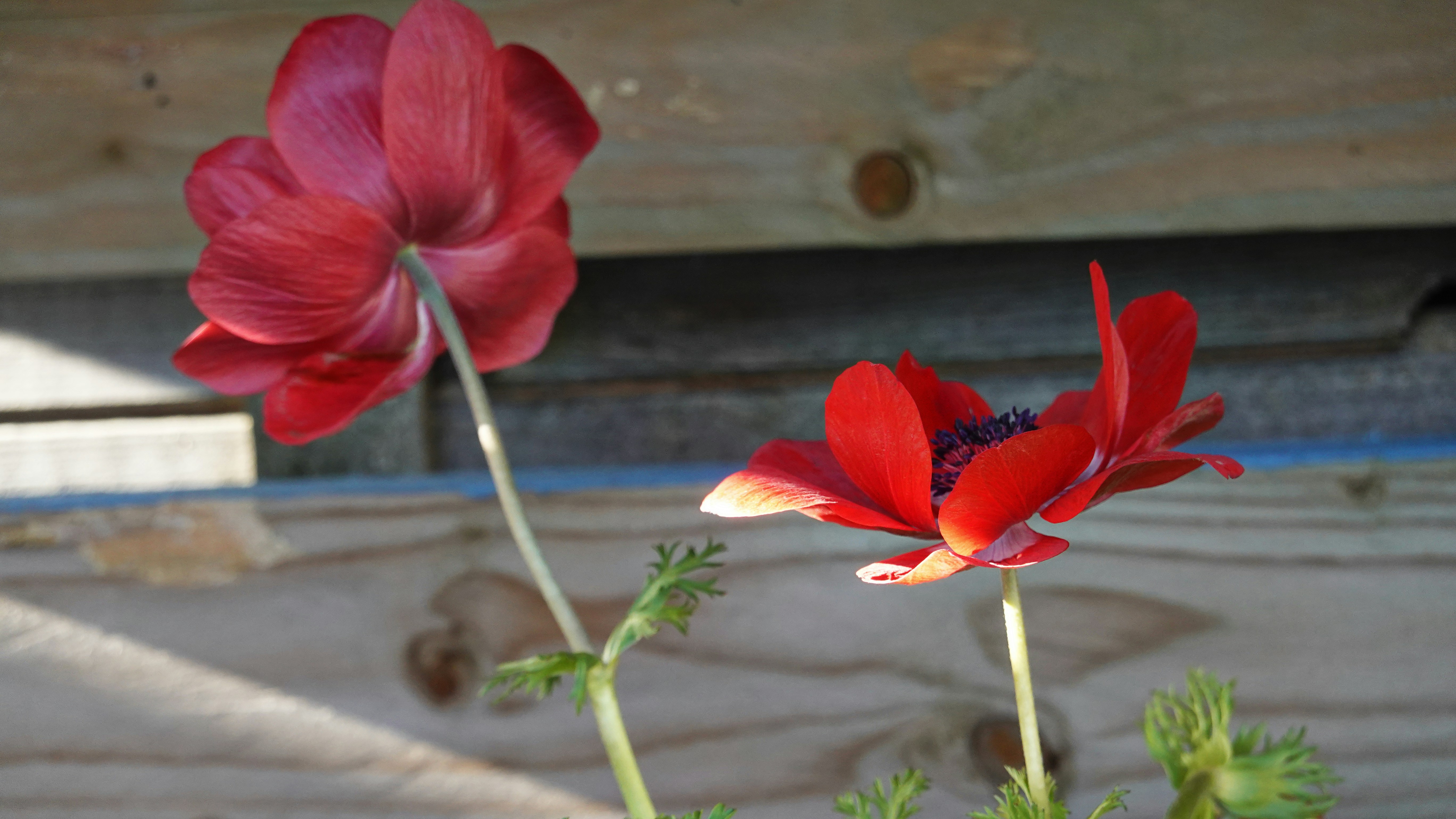 Red Petals Against Weathered Wood