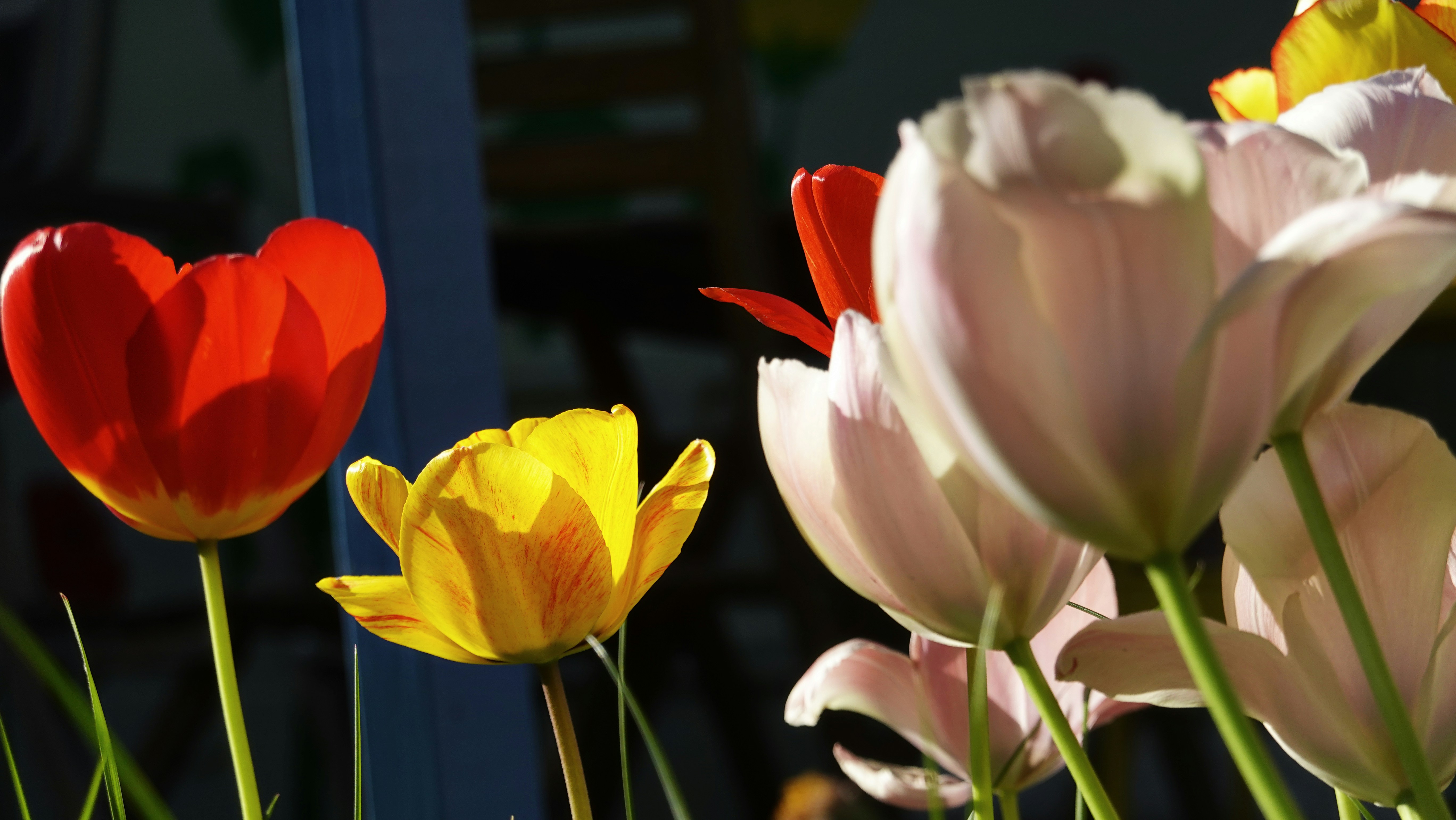 Sunlit Tulips Break Through a Shadowed Backdrop