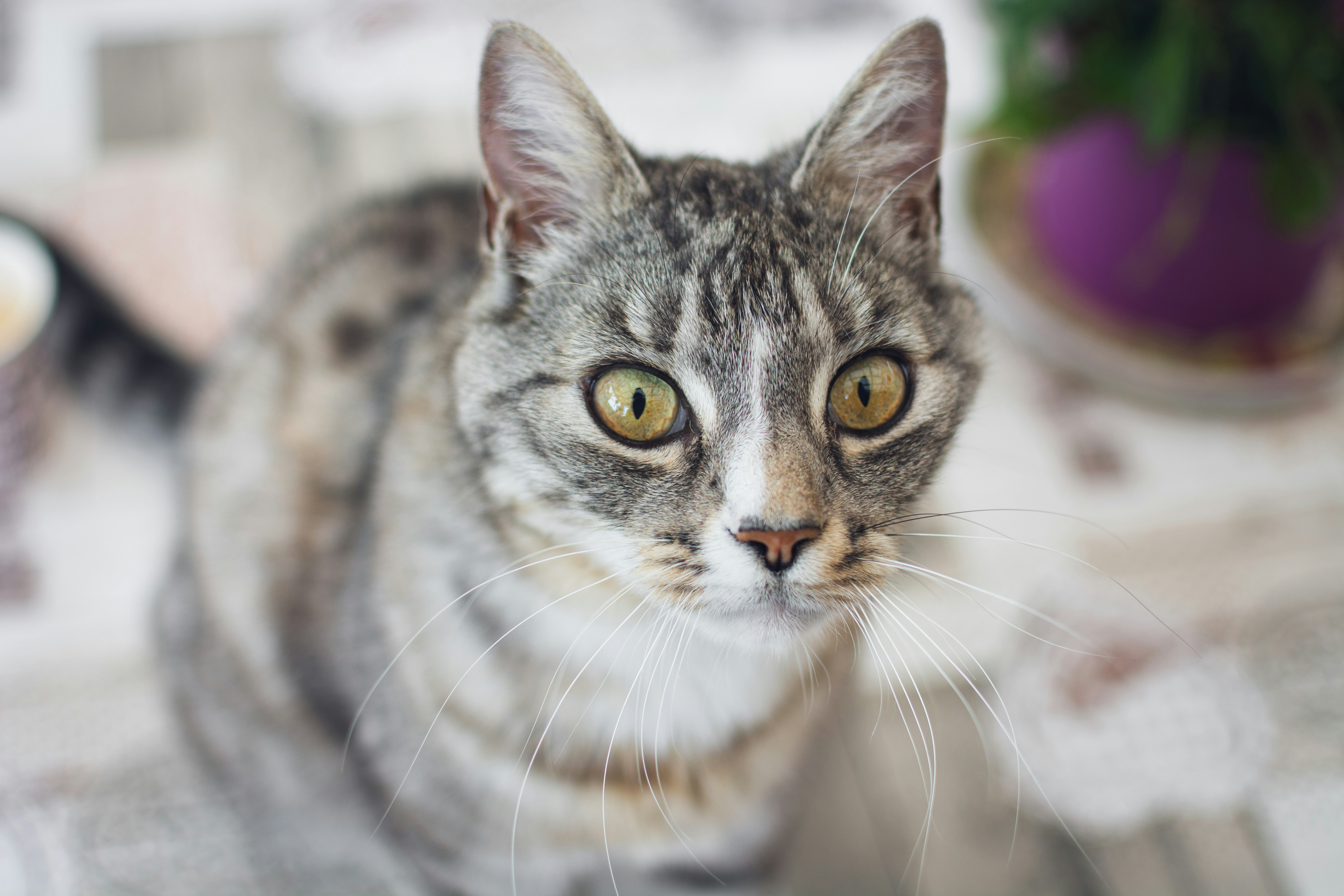 Close-Up of a Curious Cat: Amber Eyes Seemingly Lit from Within