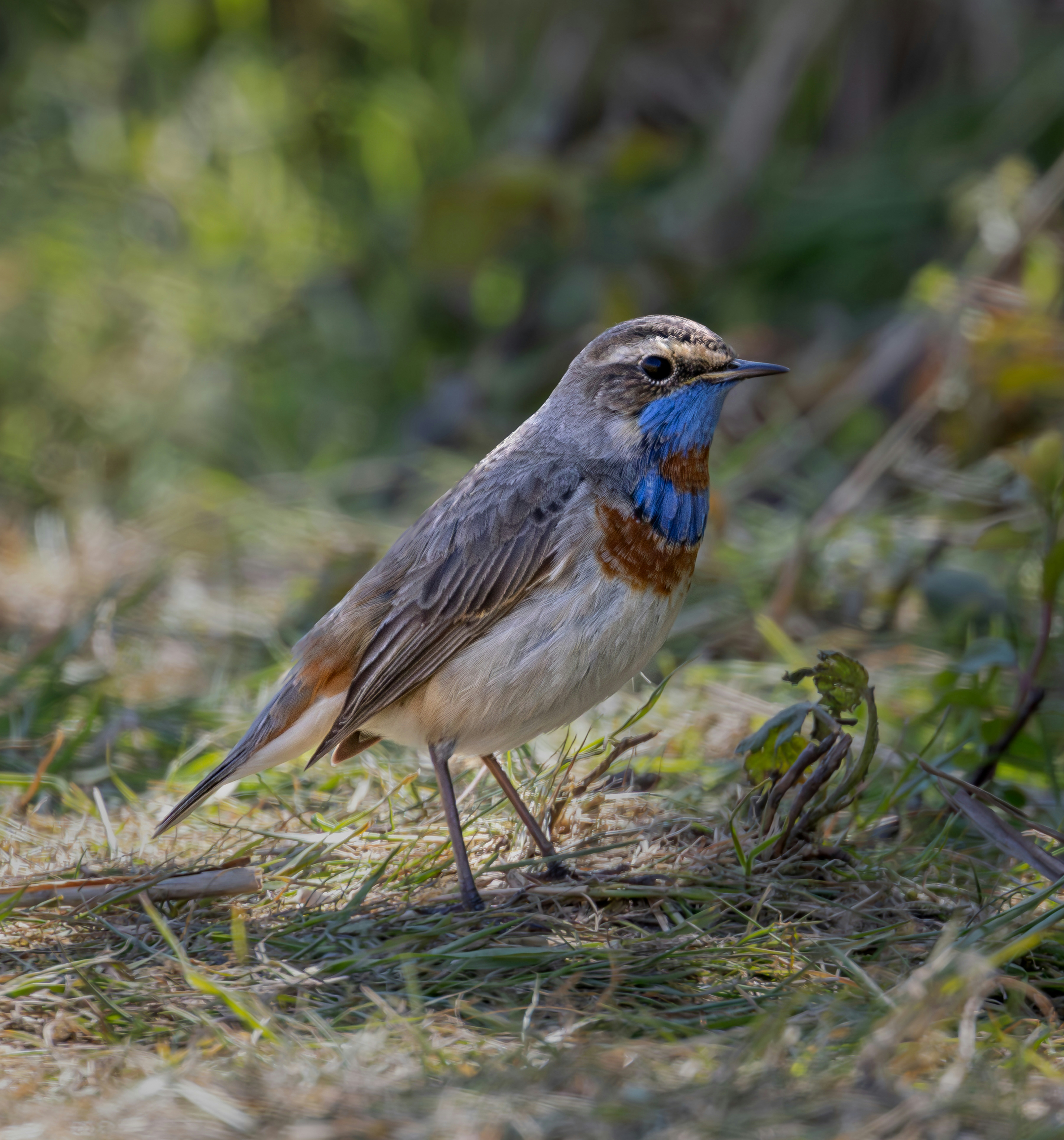 Blue-throated Warbler on the Ground: Subtle Burst of Color in a Quiet Meadow