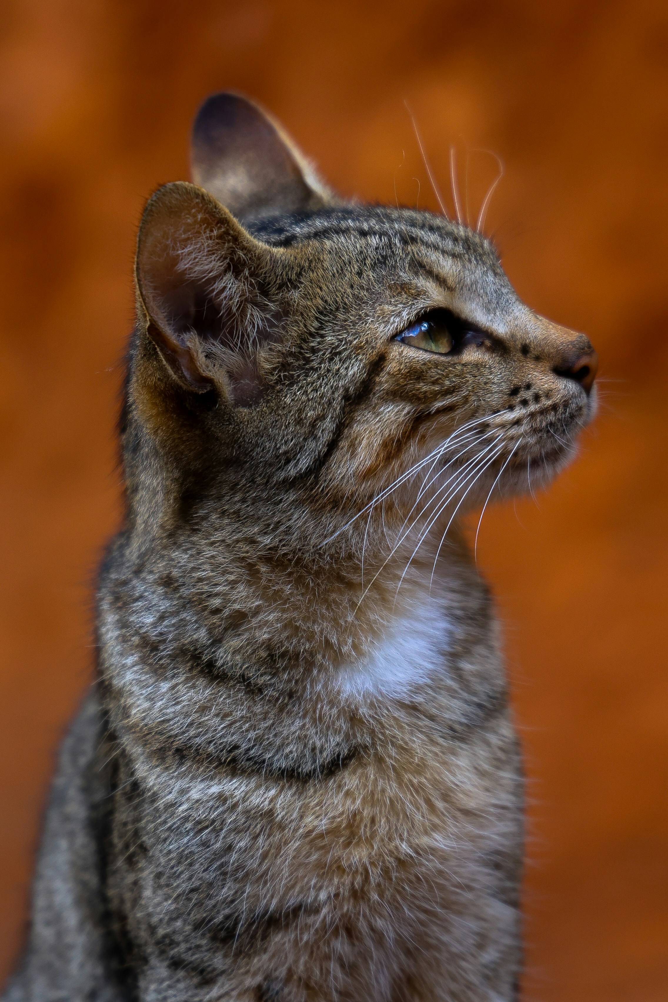 Curious Gaze: A Tabby Portrait Against Amber Graffiti