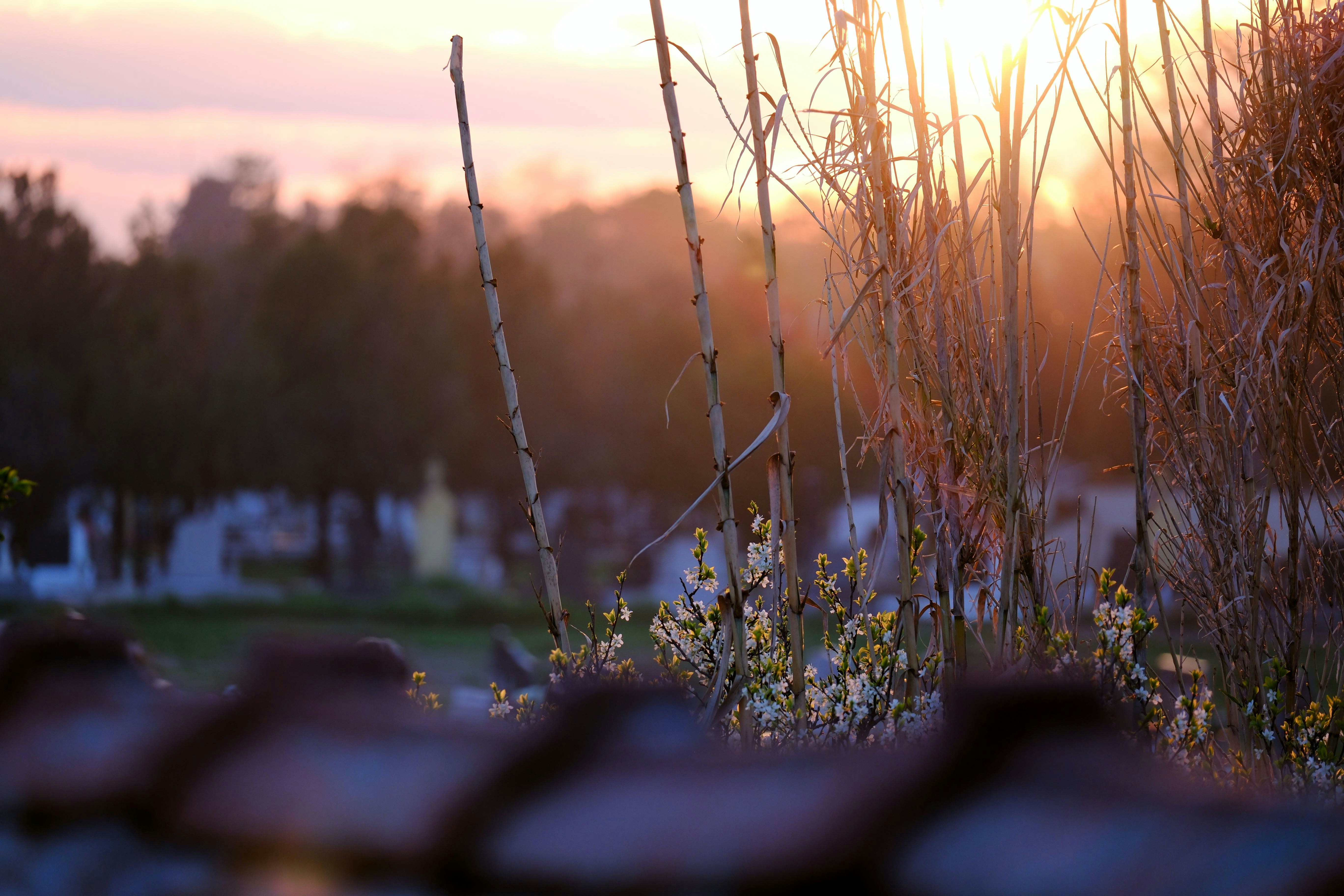 Sunset in the Field: Backlit Wildflowers and Fence in Soft Focus