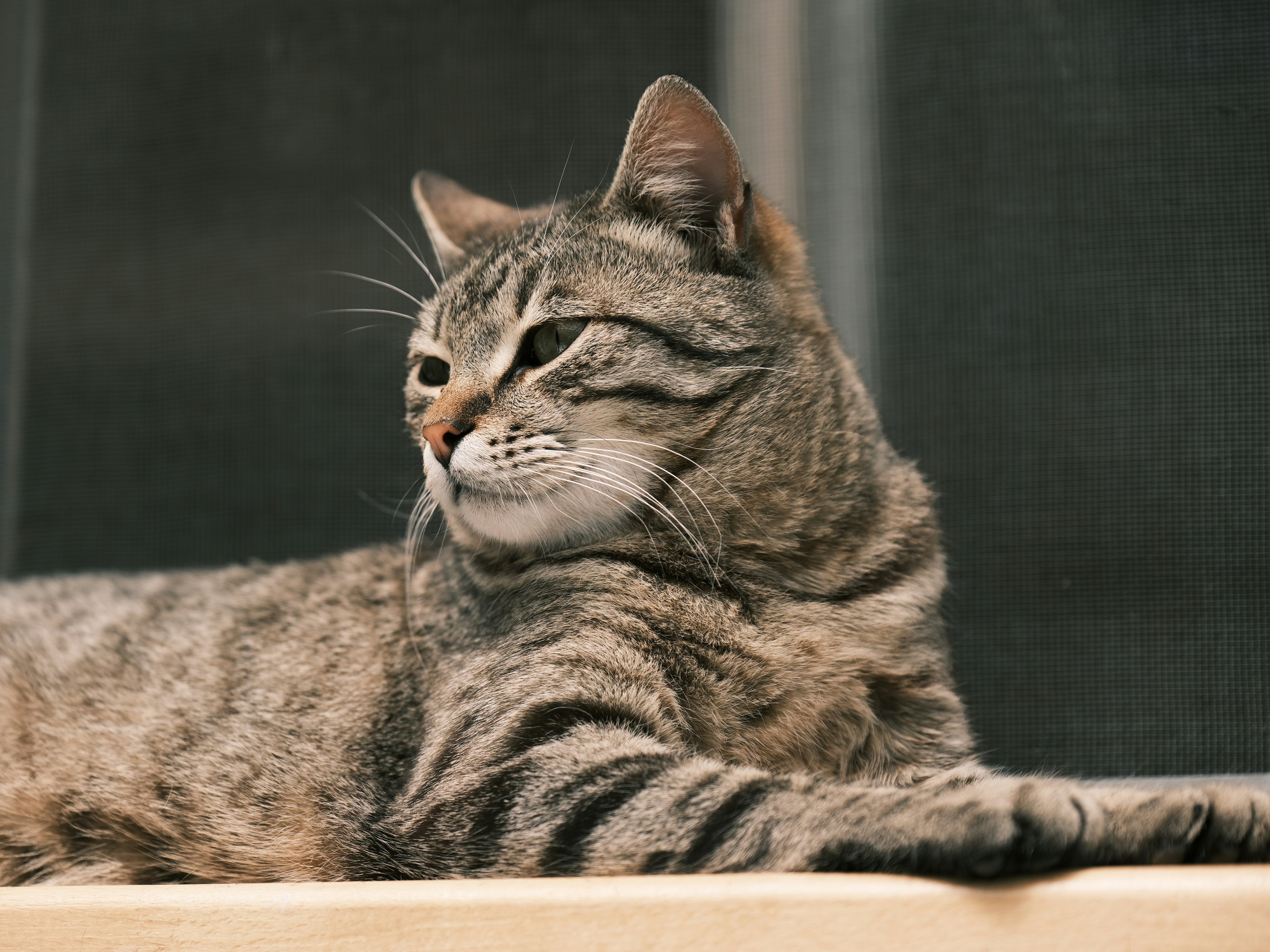 Laid-Back Guardian of the Window Sill