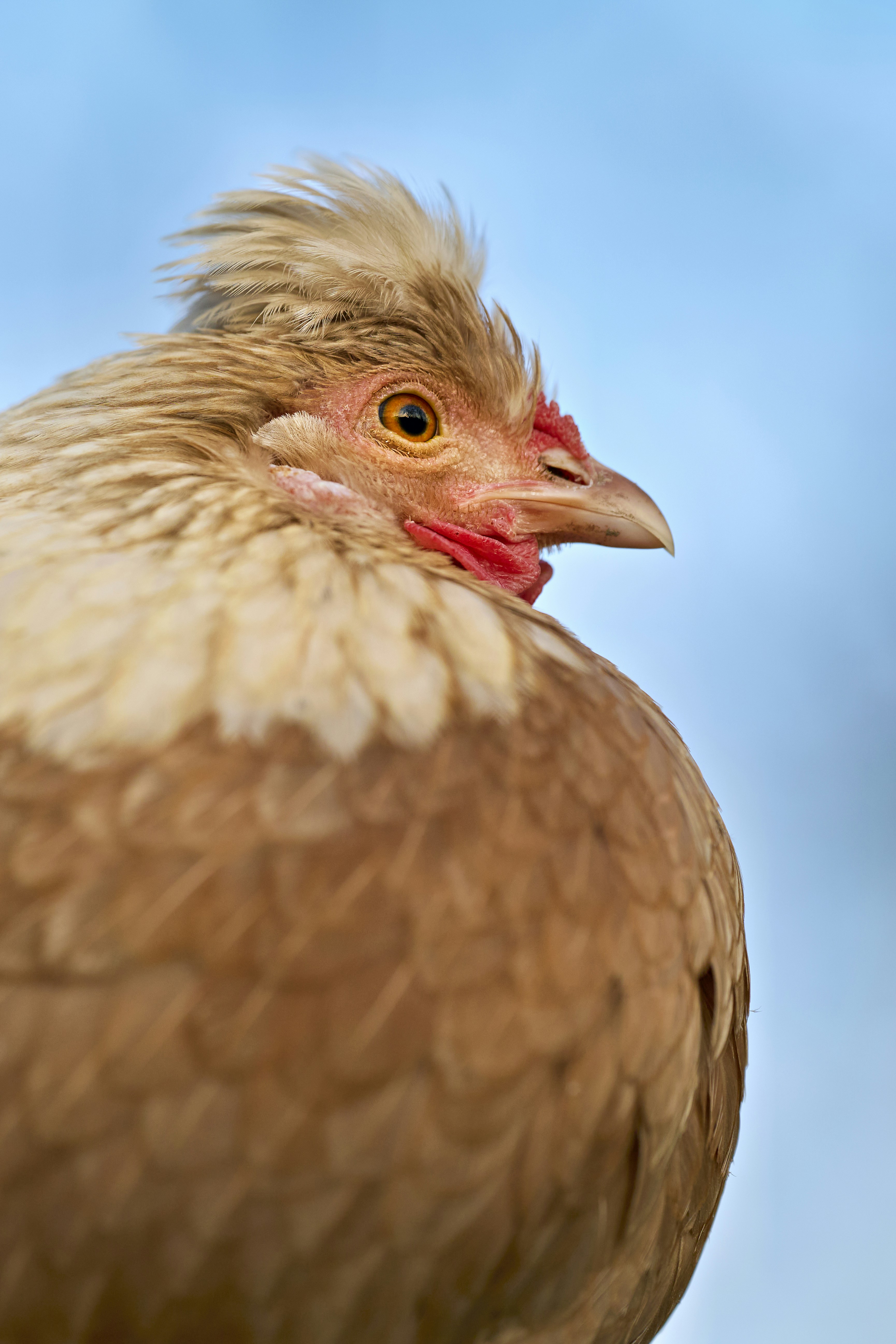 Close-Up of a Sunlit Hen: Amber Feathers and Alert Eye