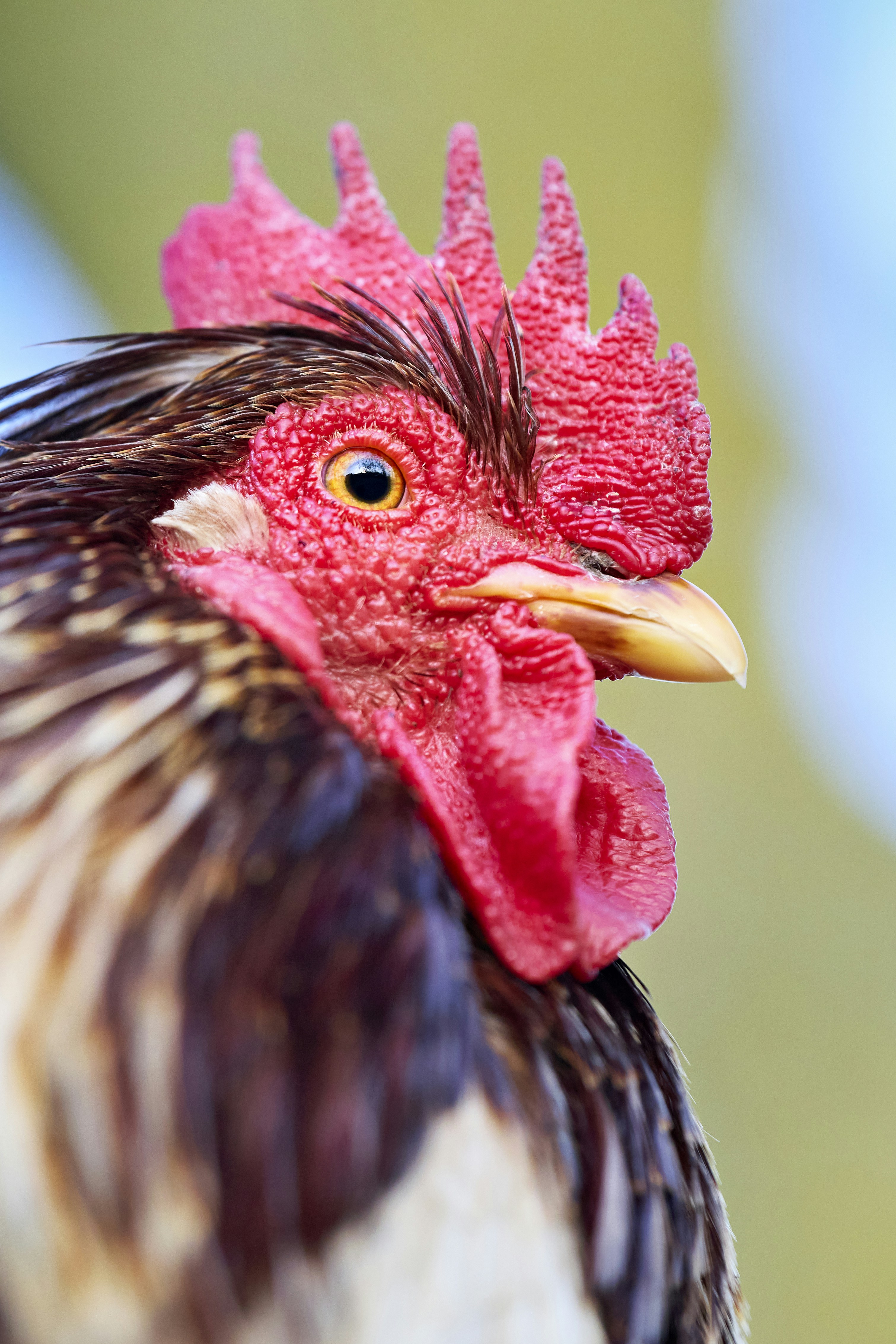Red Crest: Close-up of a Rooster's Eye and Comb in Sharp Detail