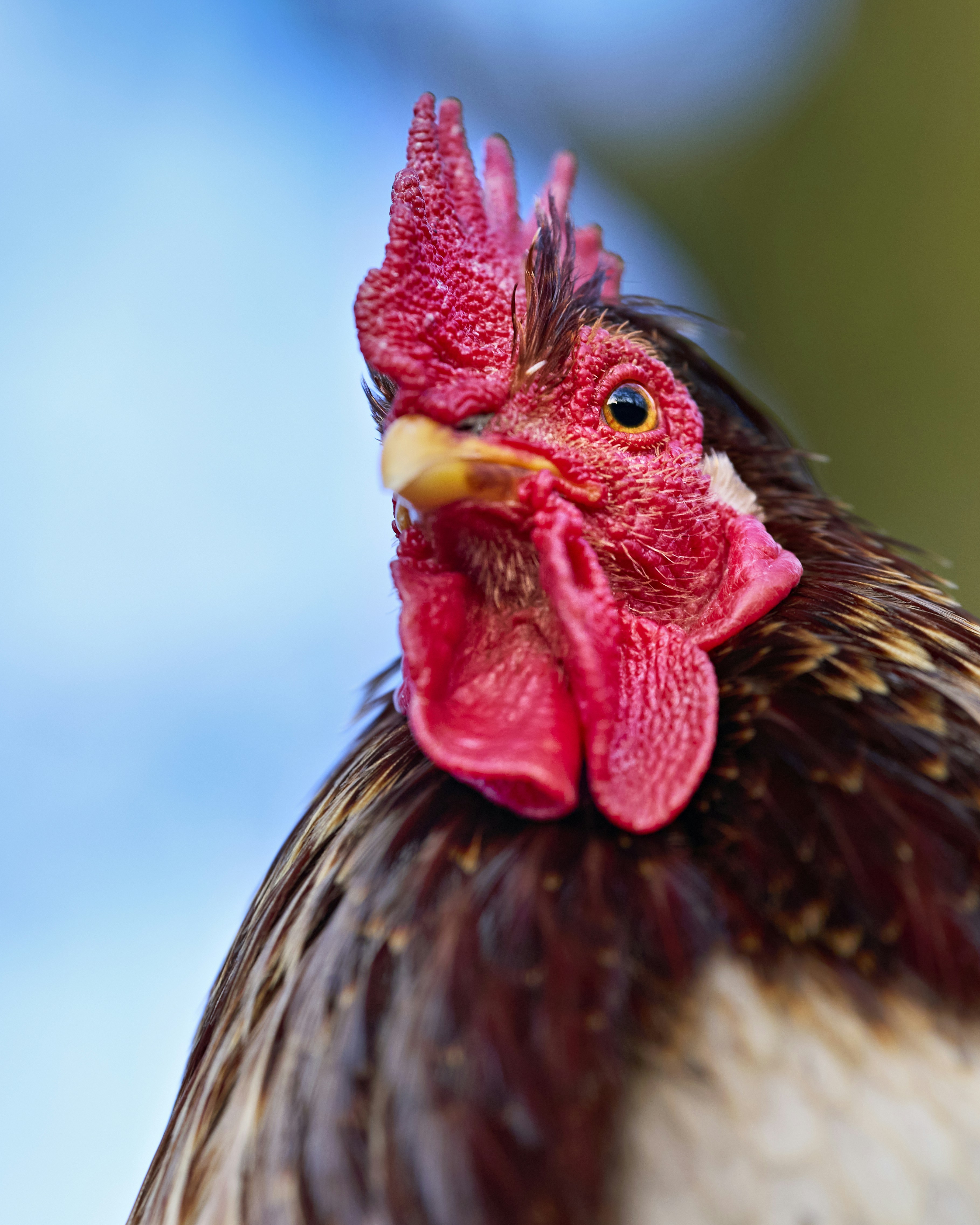 Close-Up of a Rooster’s Red Comb and Beard Against a Soft Blue Backdrop