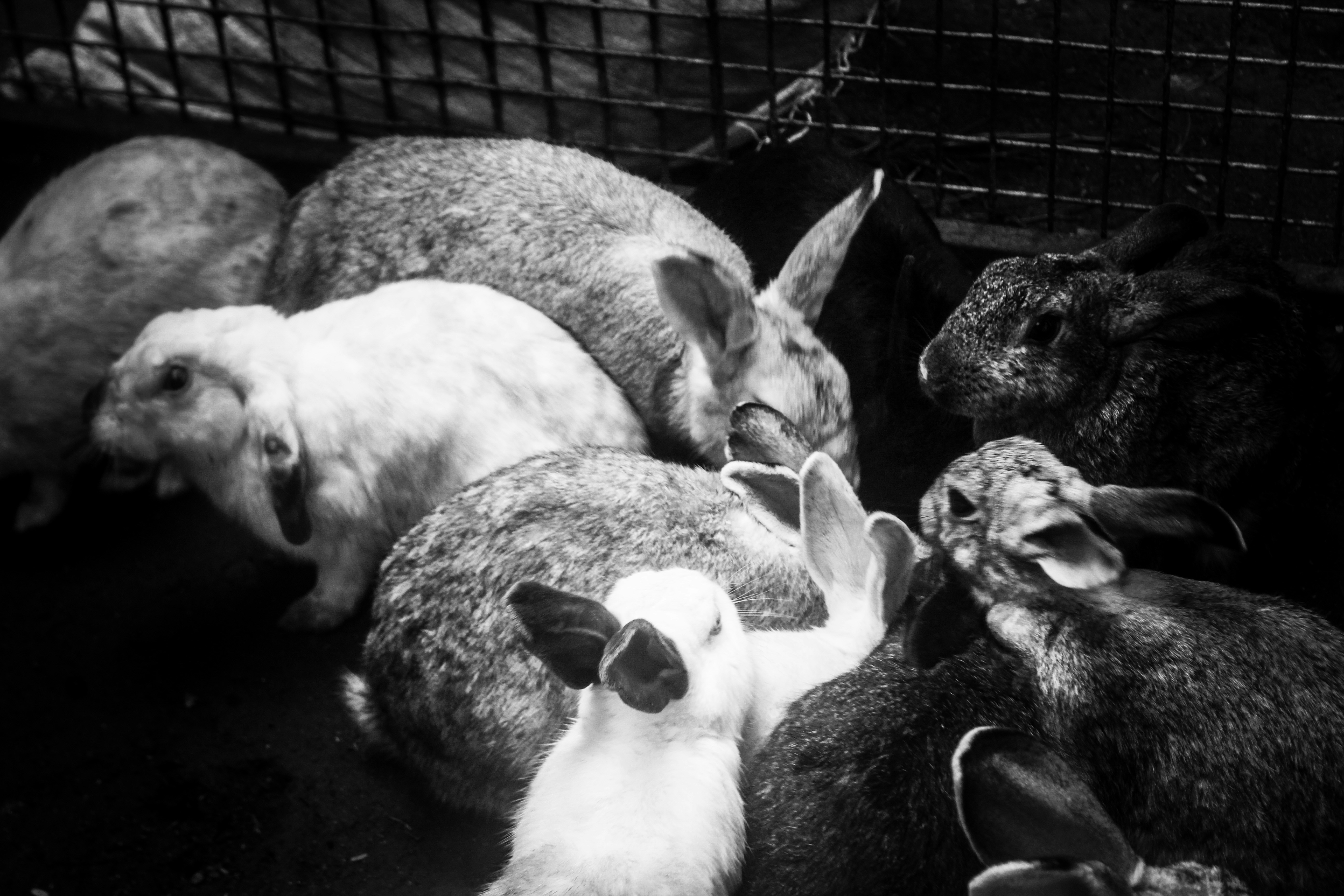 Cluster of Curled Ears: Night in the Rabbit Pen