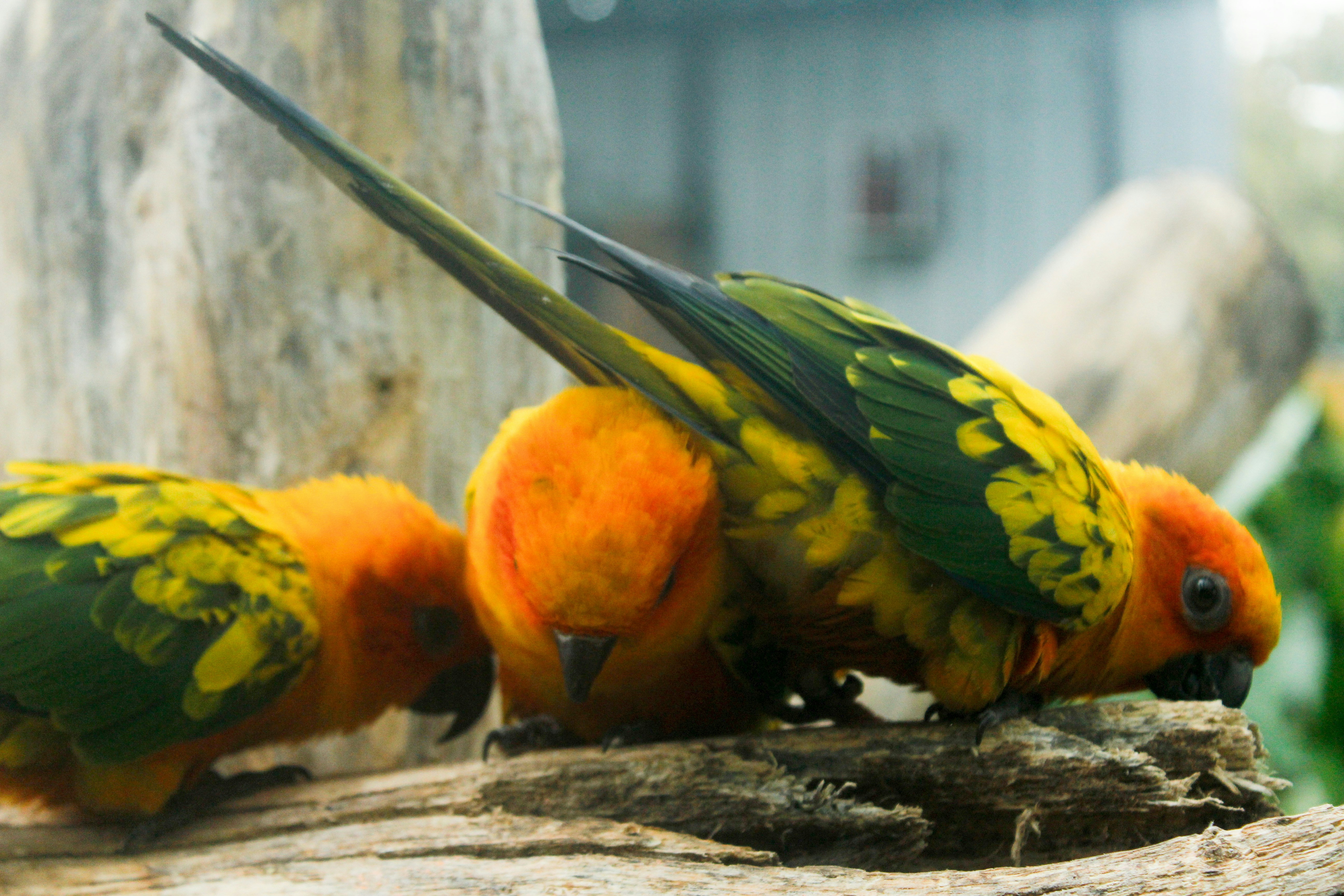 Three Converging Brights: Parrots Resting on Weathered Wood