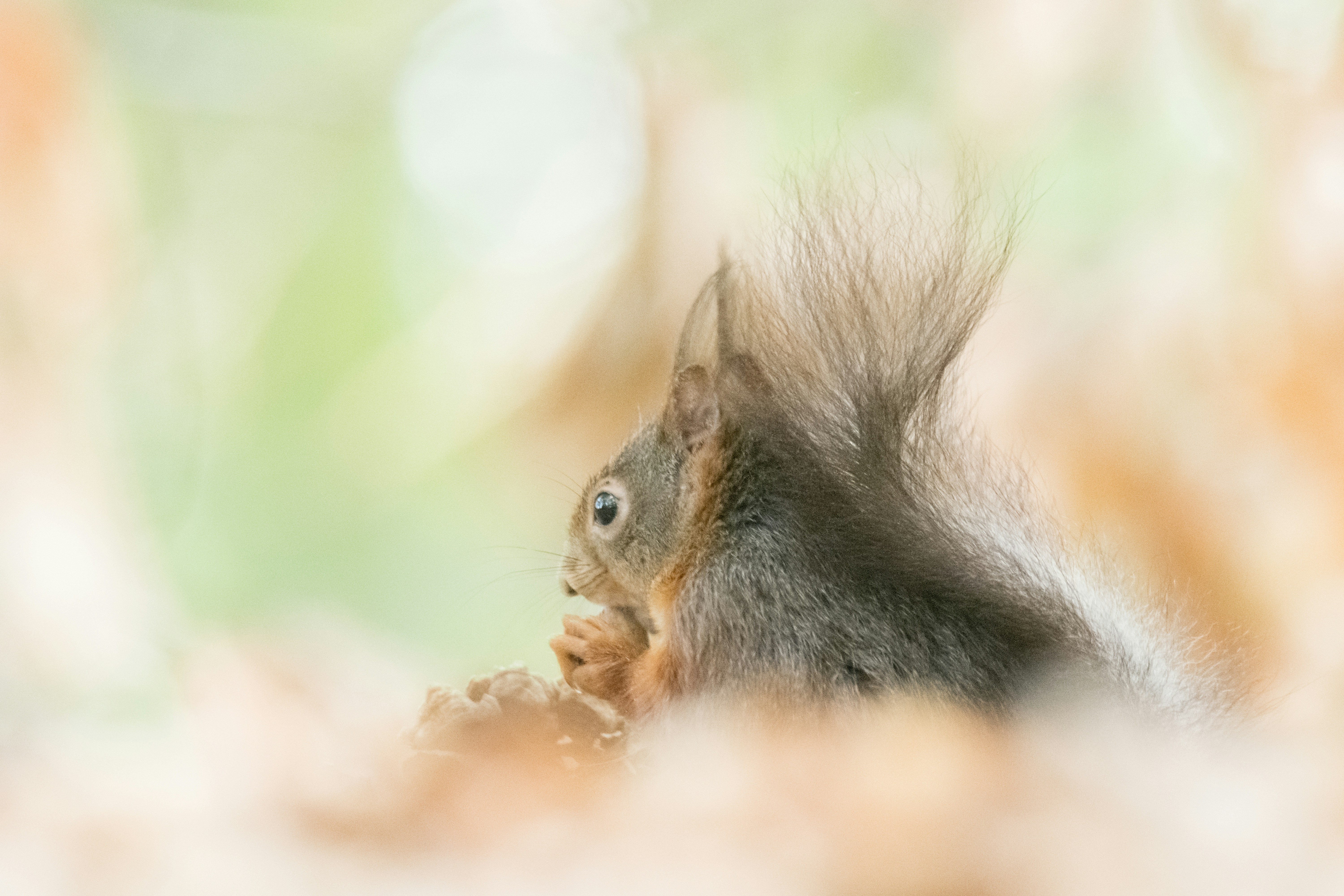 Whiskered Acorn Watcher: A Moment in Soft Autumn Light