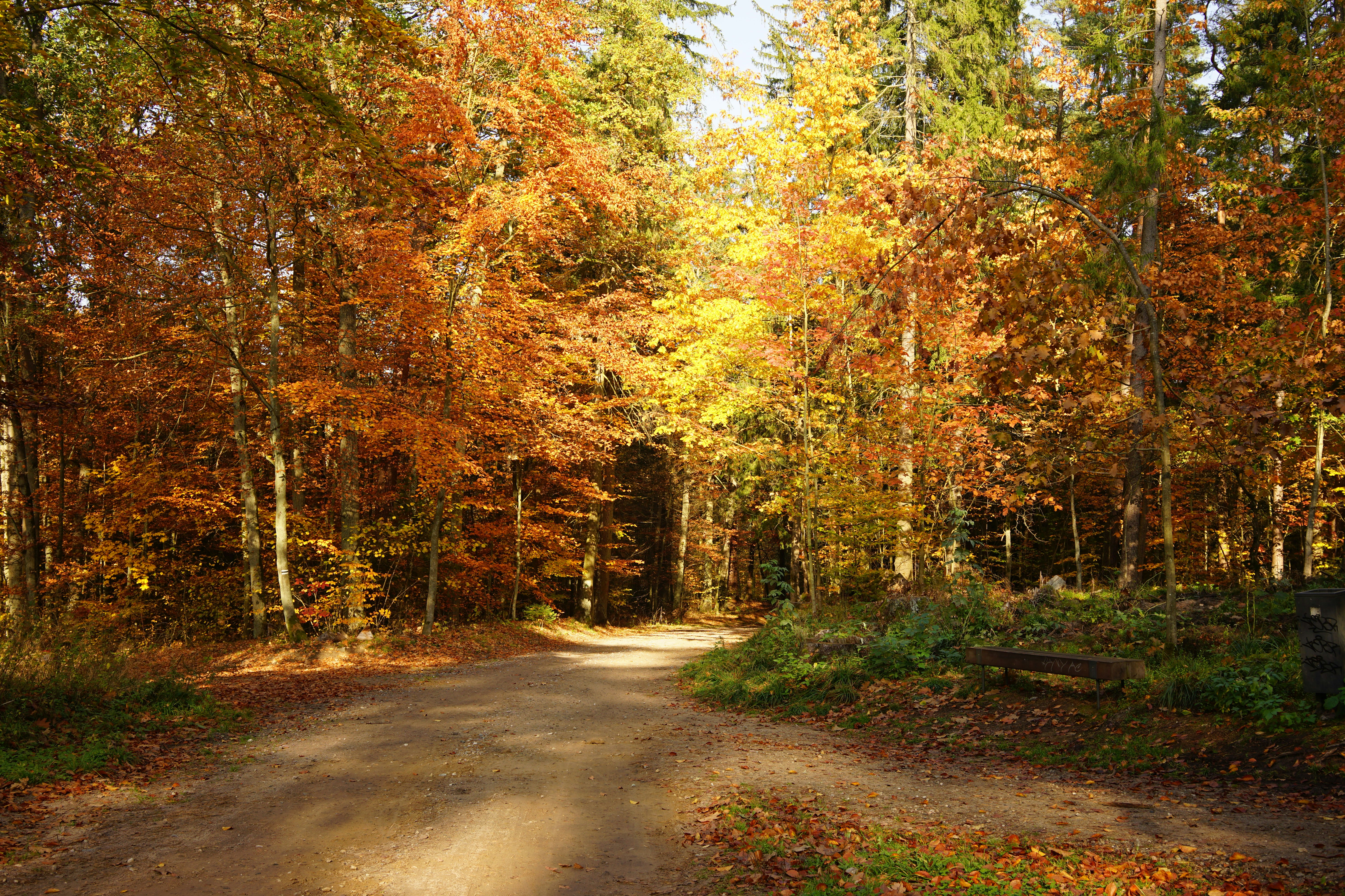 Autumn Trail Avenues: Golden Light Beyond the Leaf-Litter Lane