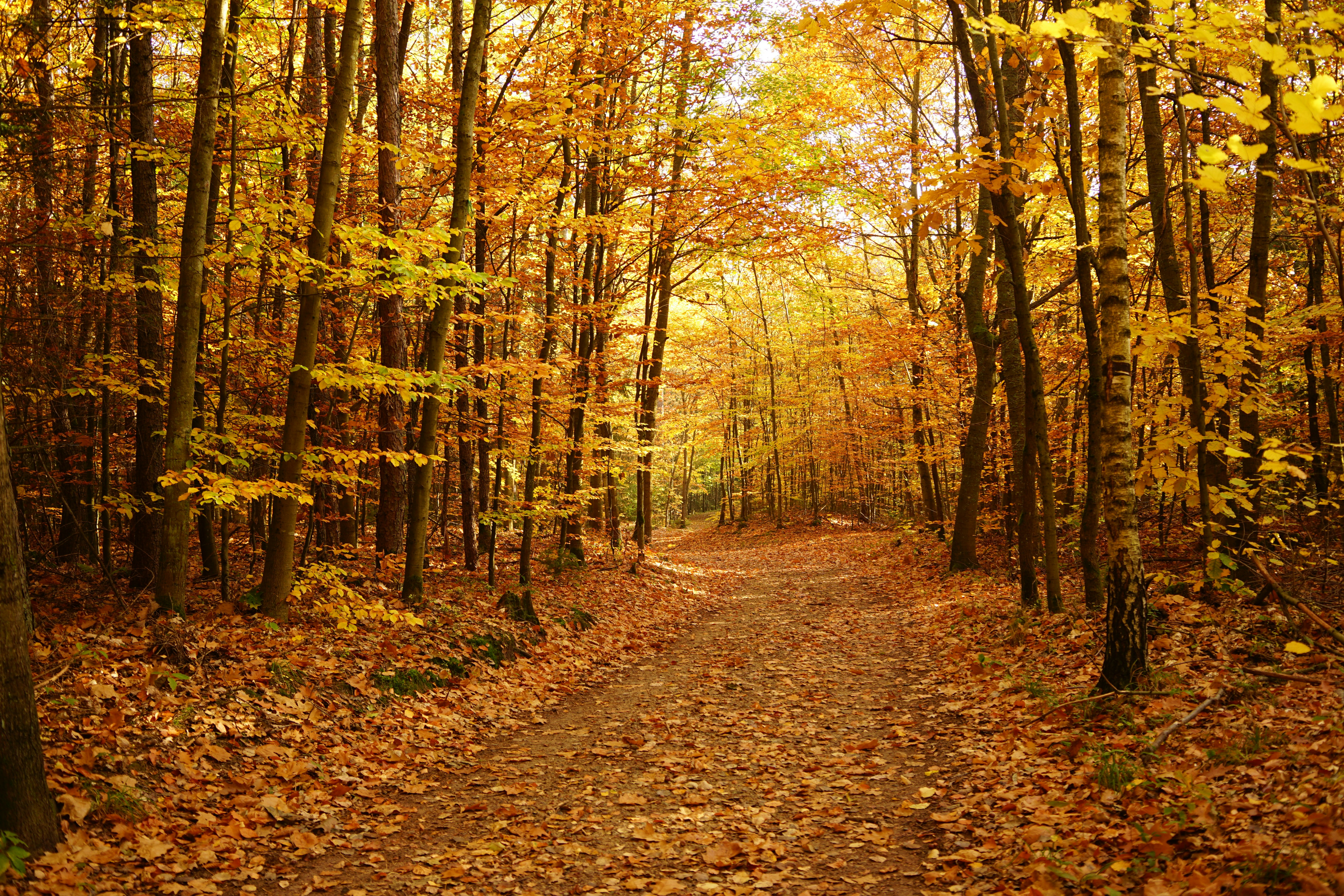 Autumn Path: A Golden Corridor Through the Quiet Forest