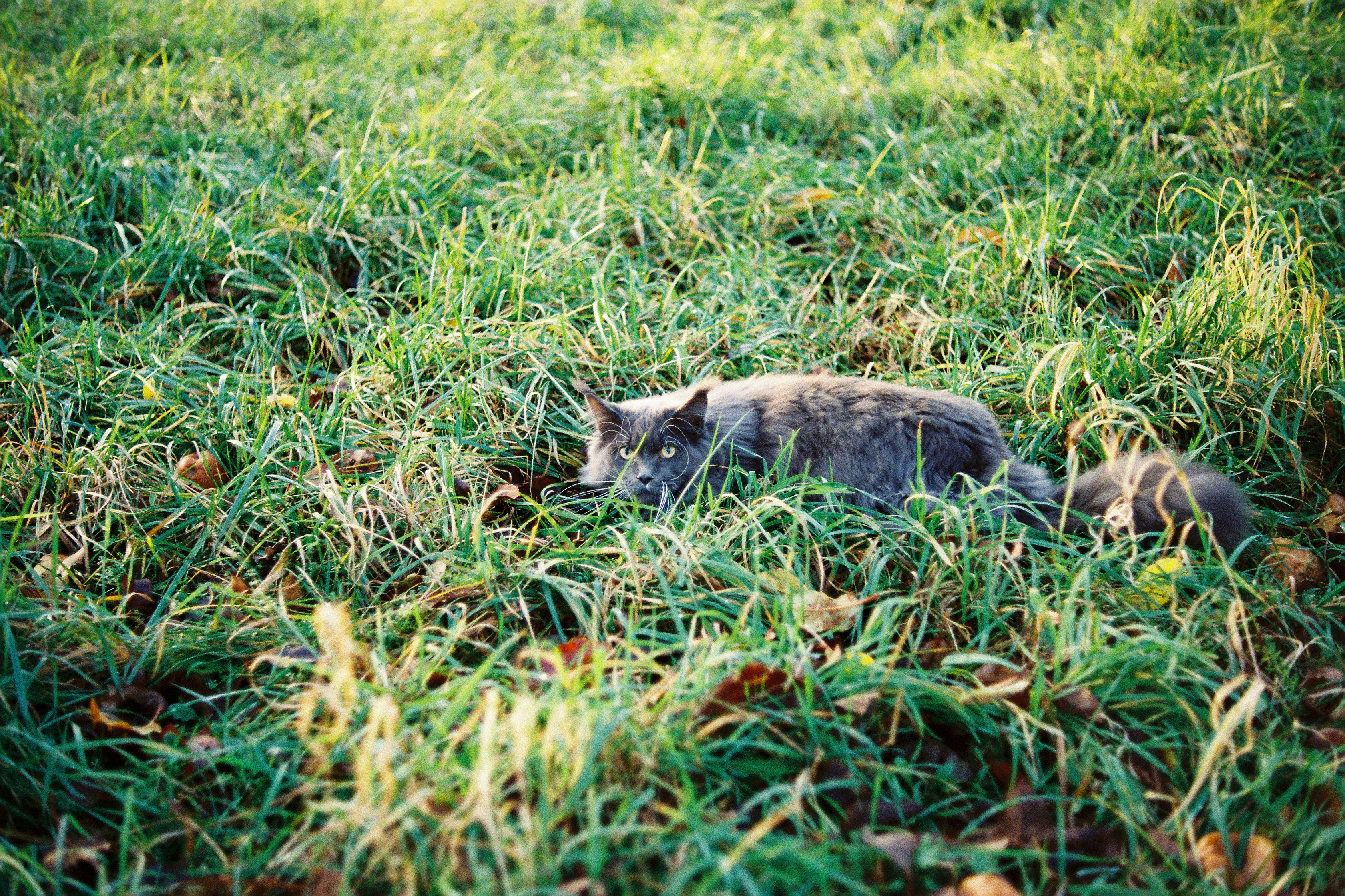 Hidden in the Grass: A Quiet Feline Rest in Dappled Light