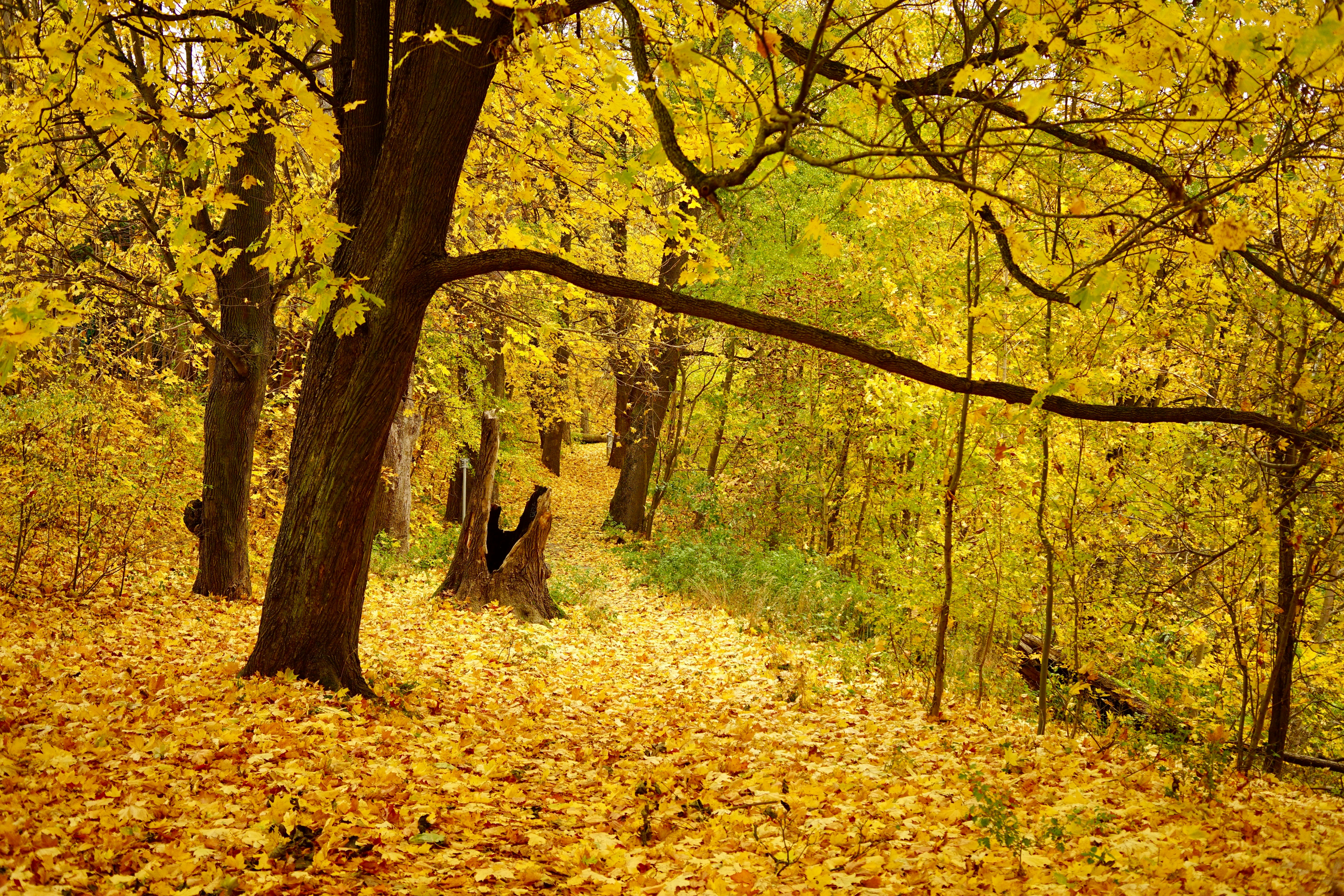 Autumn Leaf Corridor: A Sunlit Path Through Golden Trees