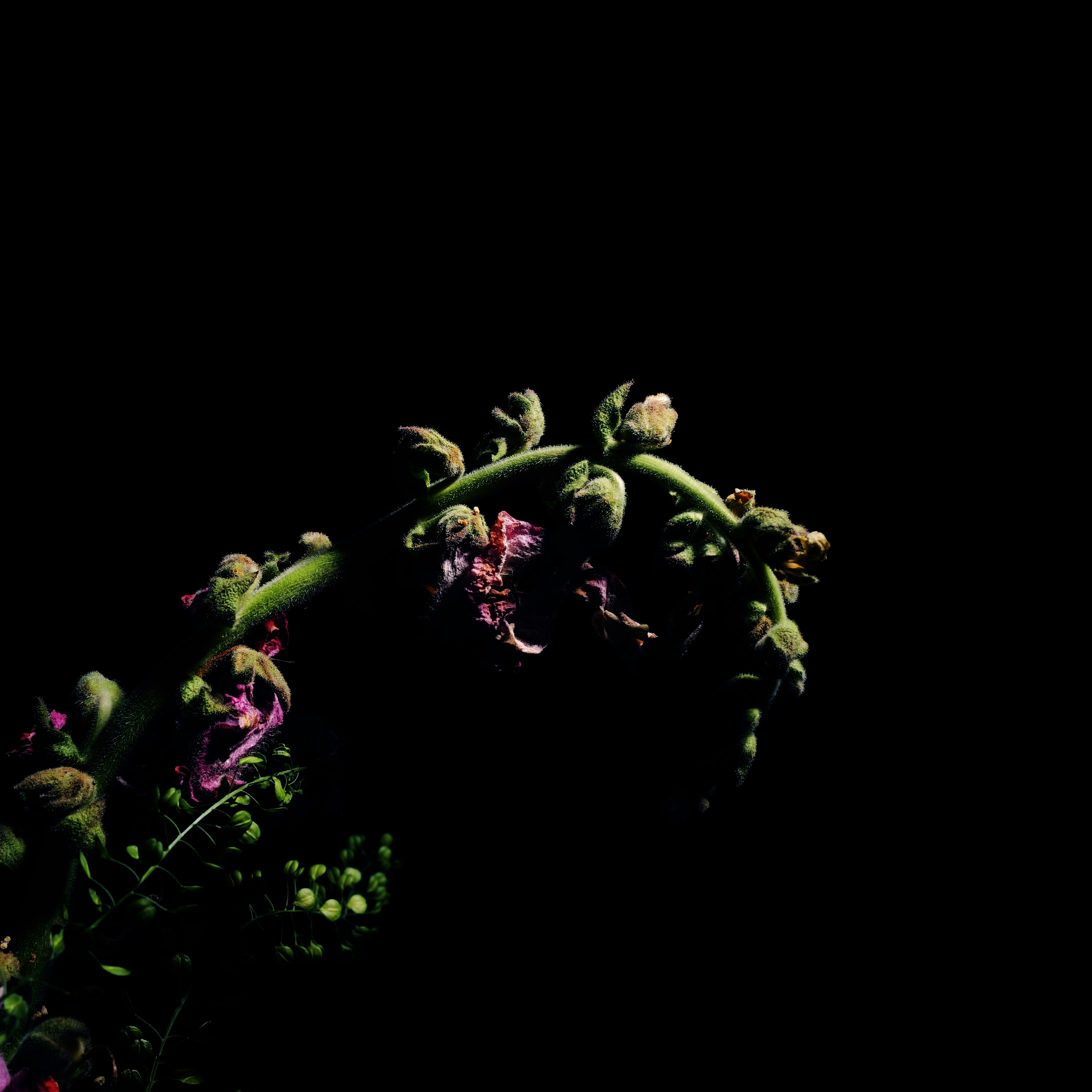 Dried flowers on a dark background