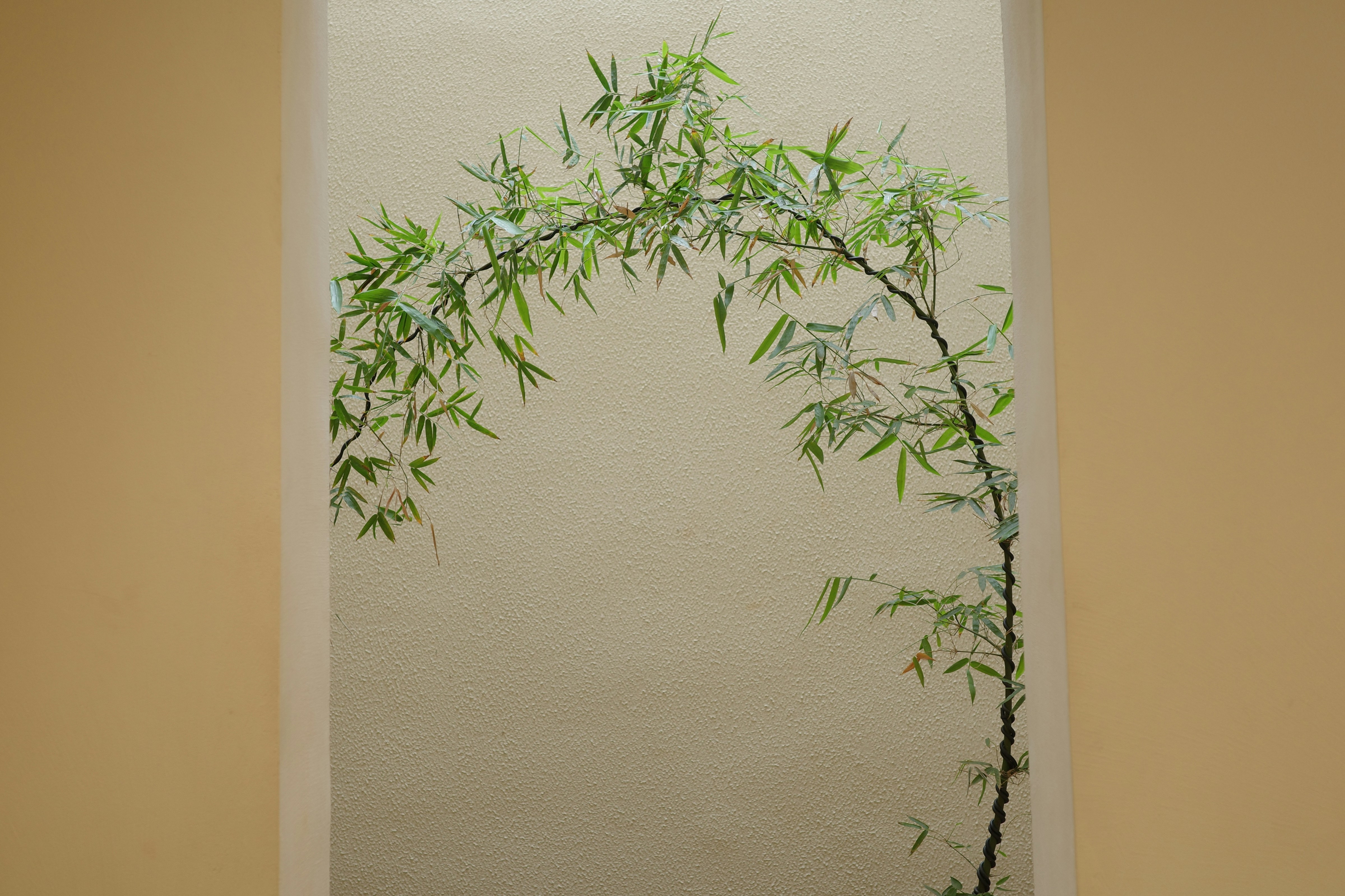 Arched Bamboo Grafting: Green Framing Within a Window