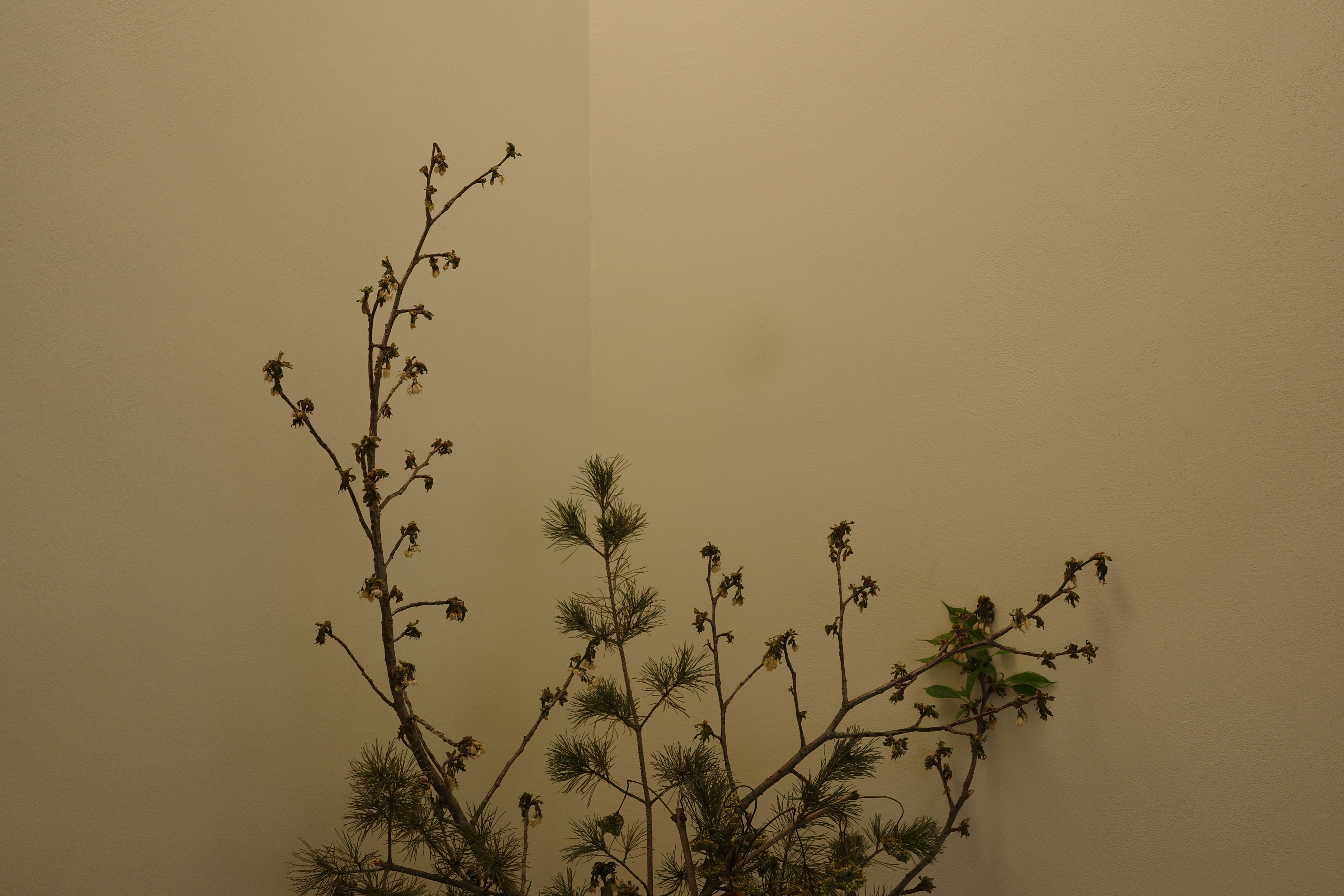 Branching Stillness in a Corner