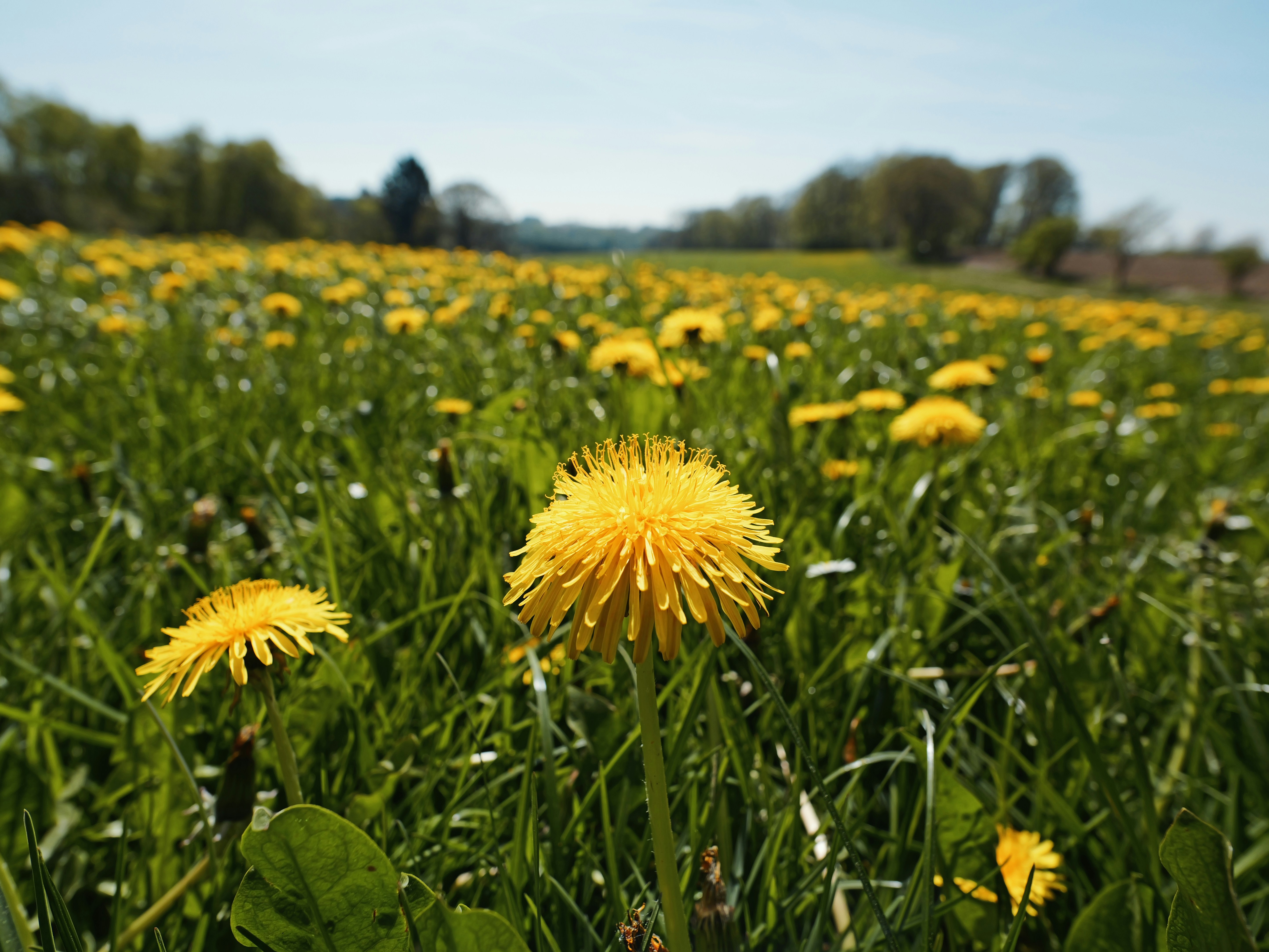 Field of yellow dandelions under a blue sky