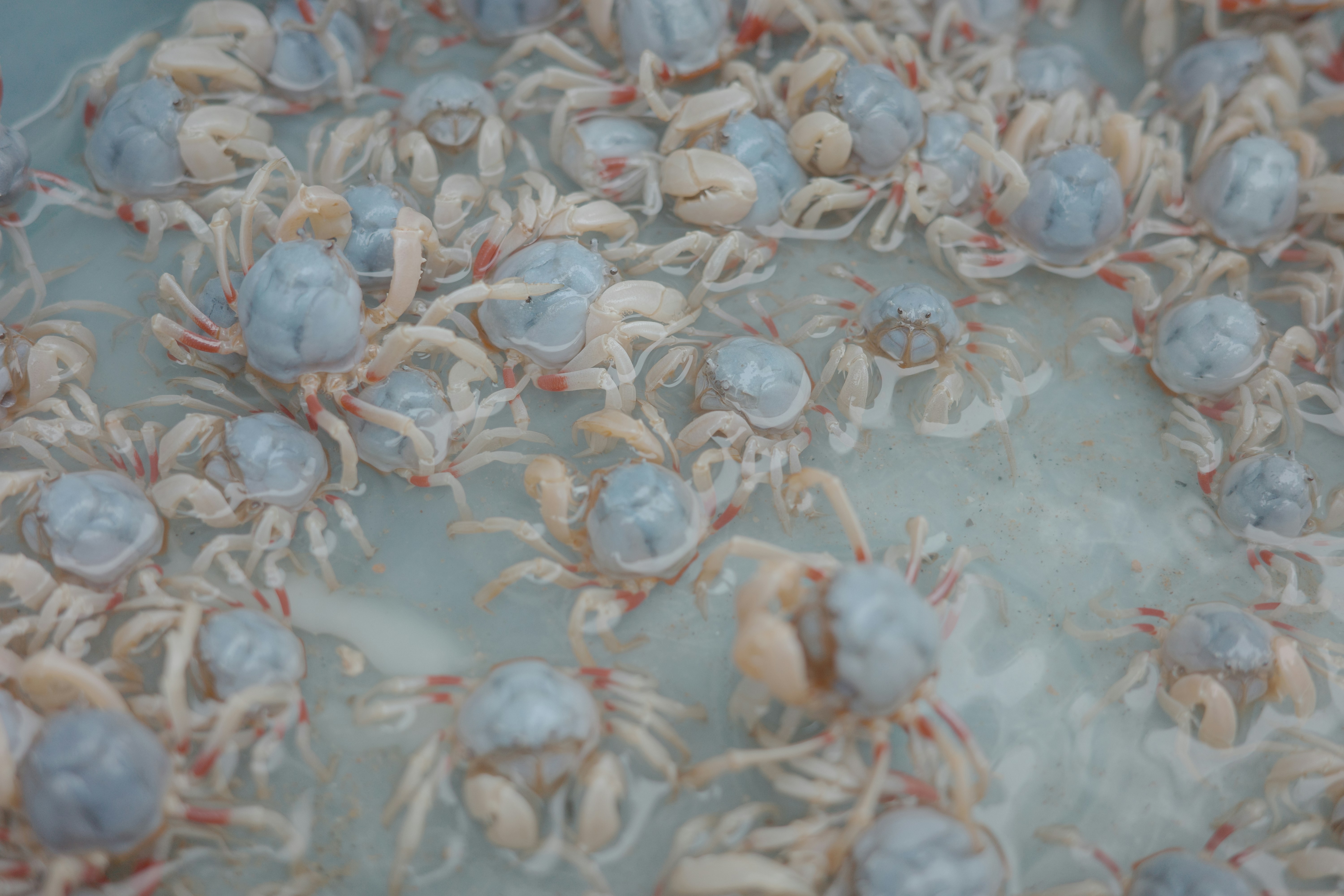 Frothy Crustacean Bloom: A Soft-Toned Sea Bed of Blue-Gray Crabs