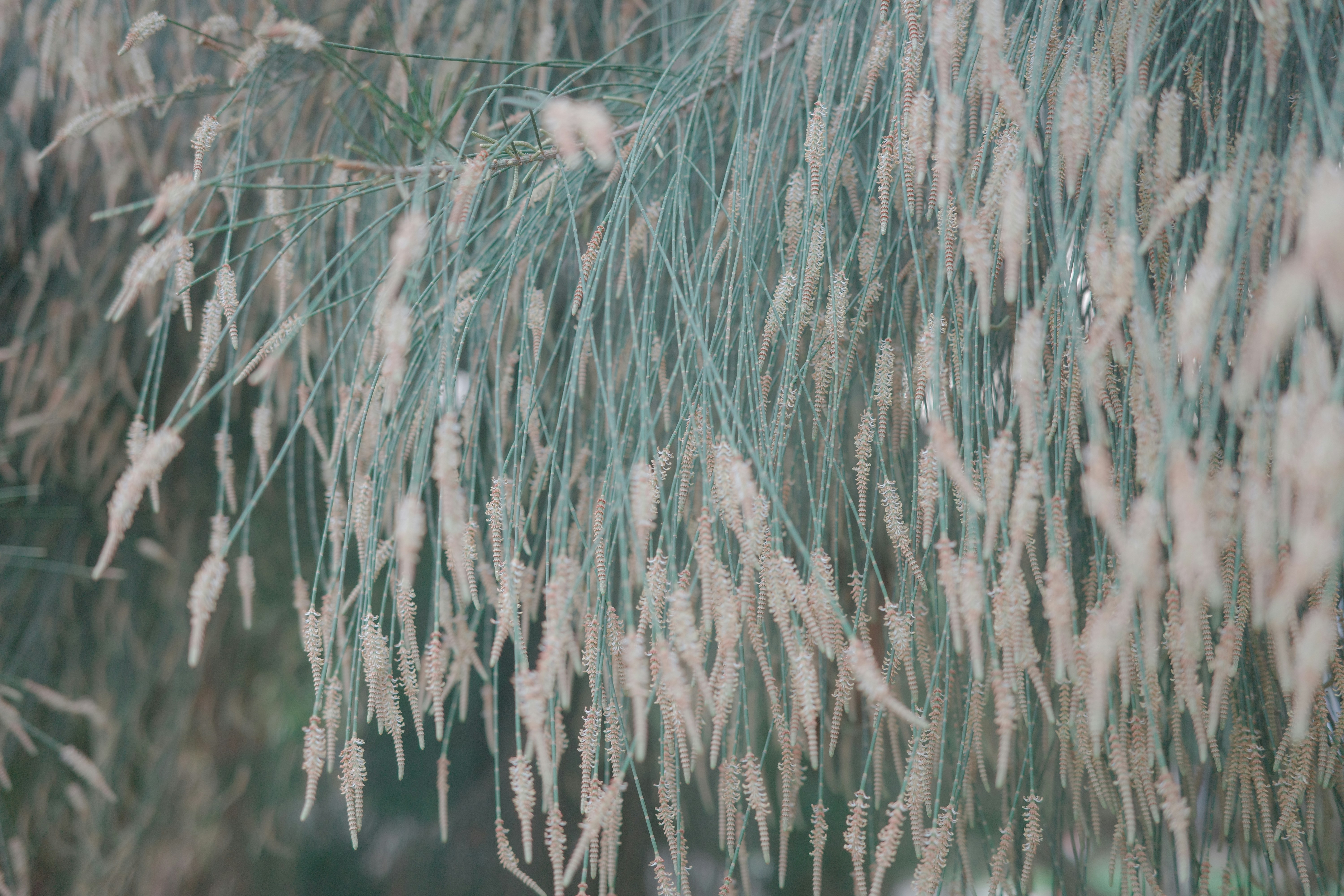 Mist-Dusted Reeds: Soft Focus in a Sepia-Teal Field