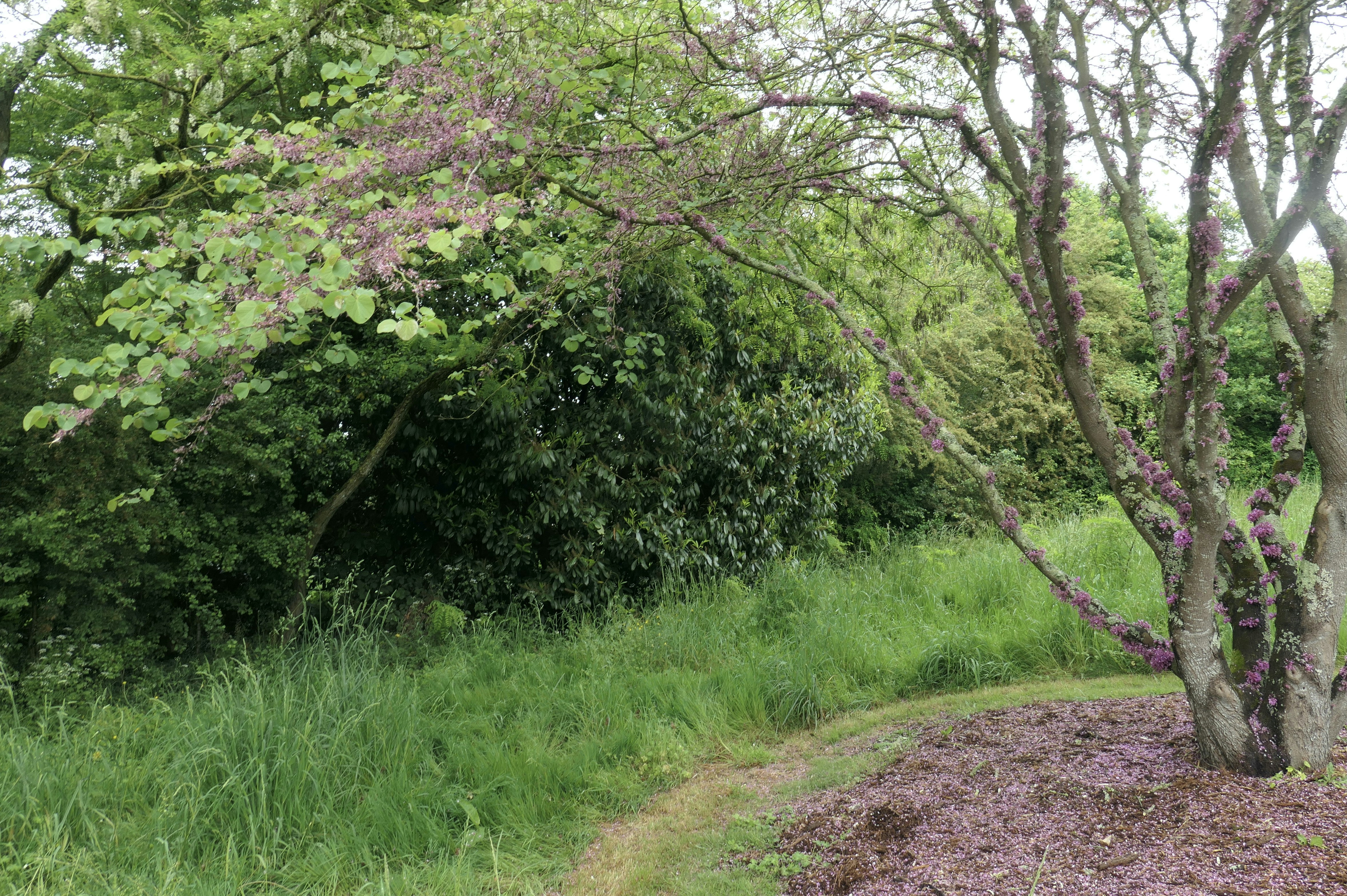 Blossoming Trees at the Edge of a Path