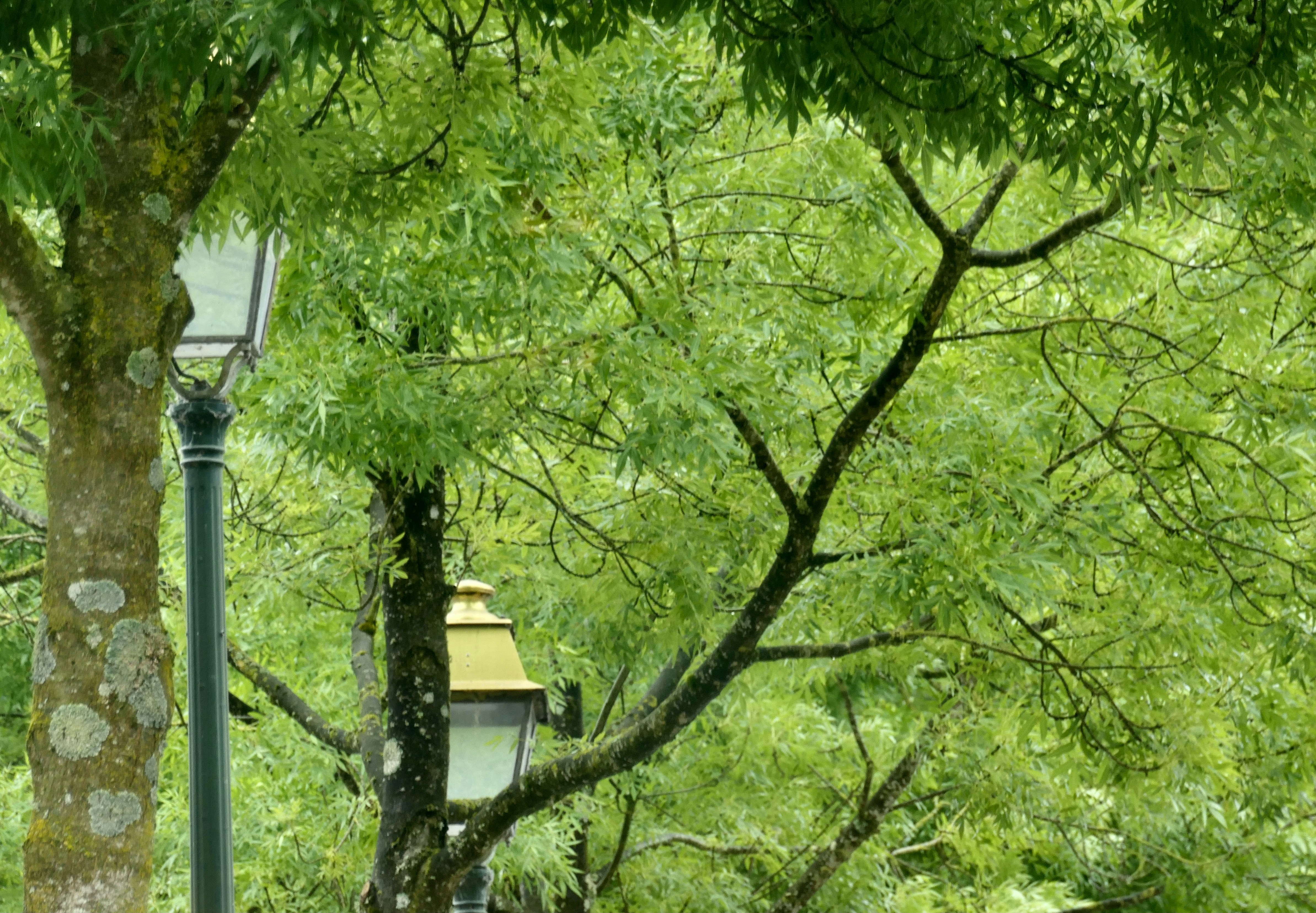 Emerald Canopy and Lantern Rails
