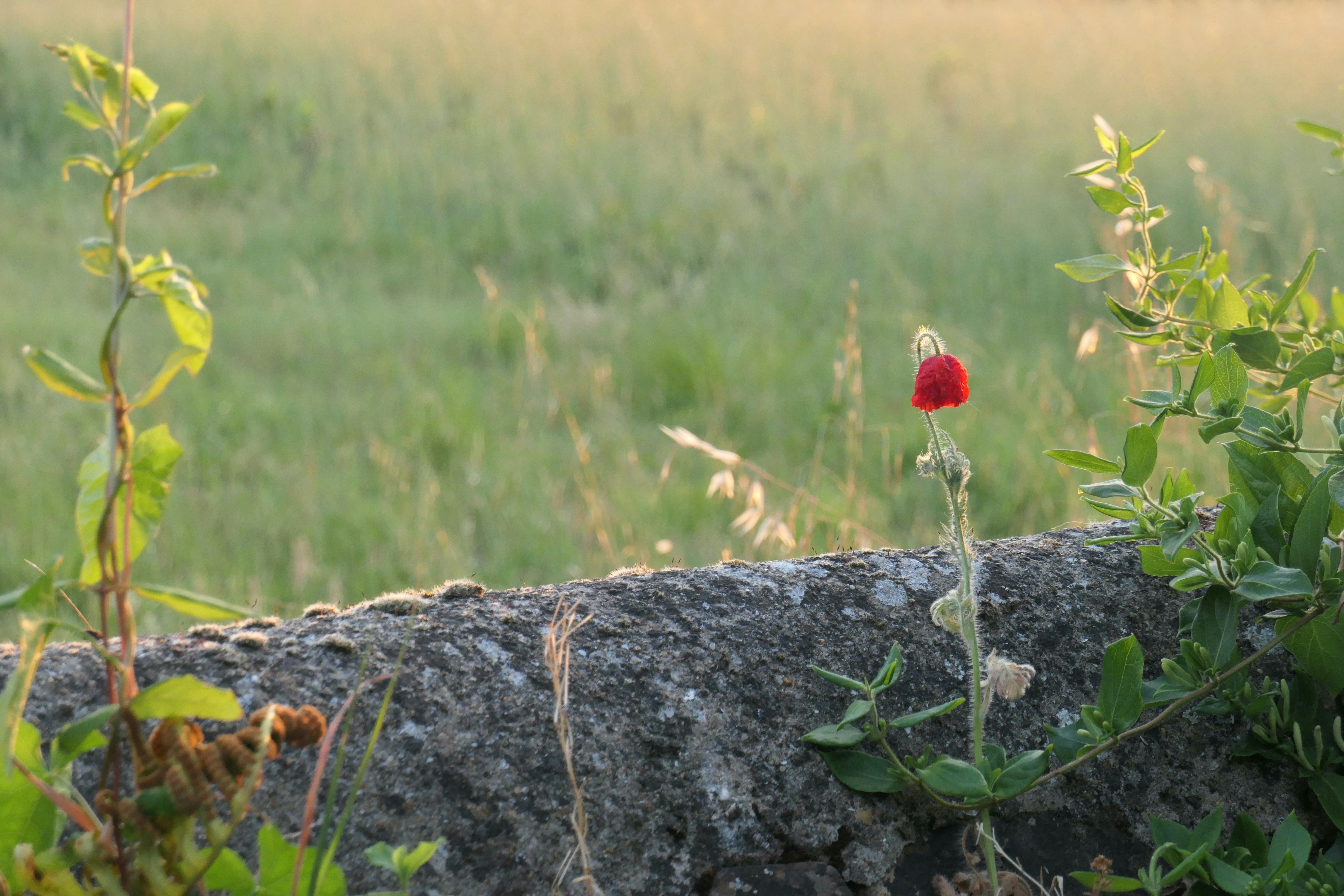 A Crimson Bloom on a Quiet Stone Wall