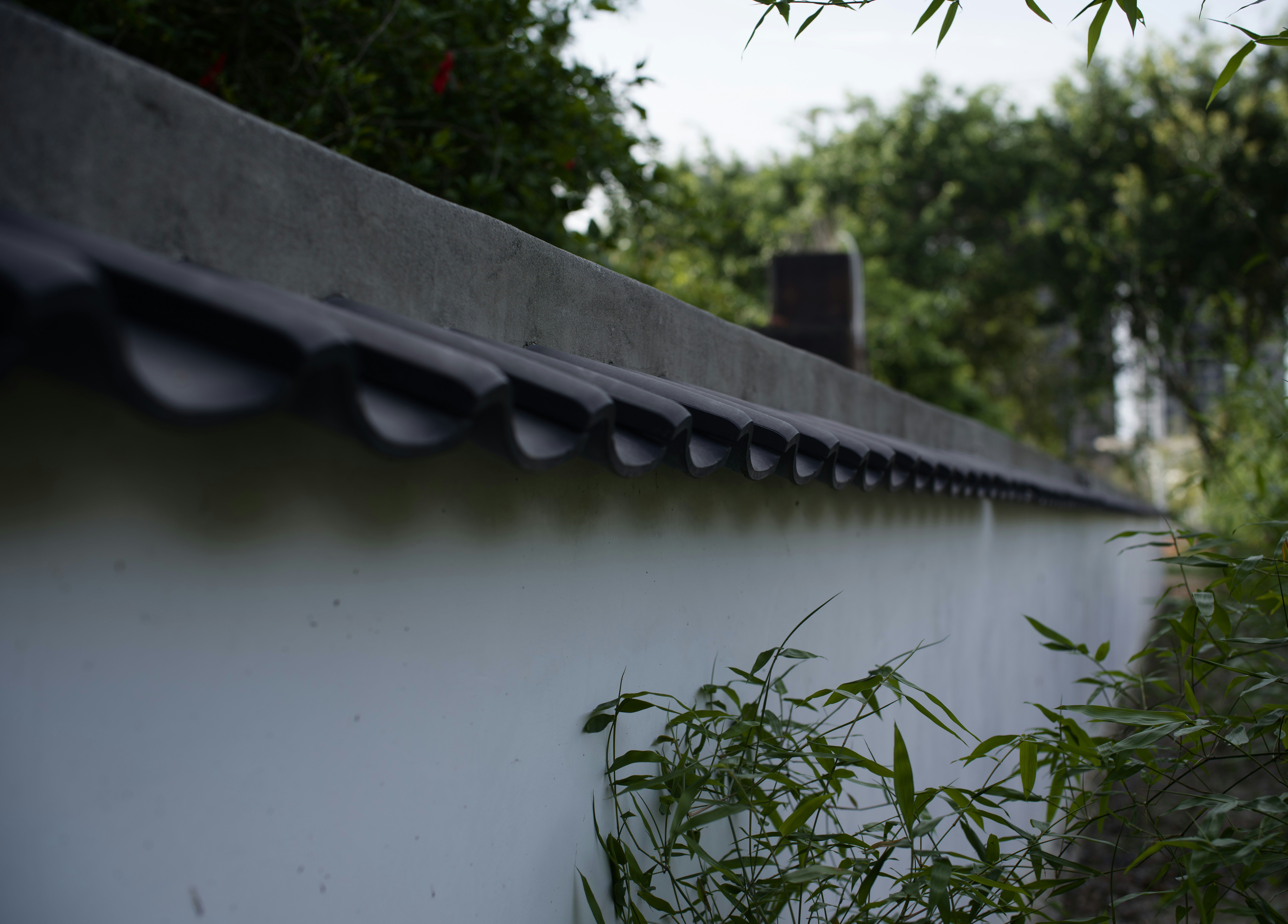 Rooftop Line and Overshadowed Garden