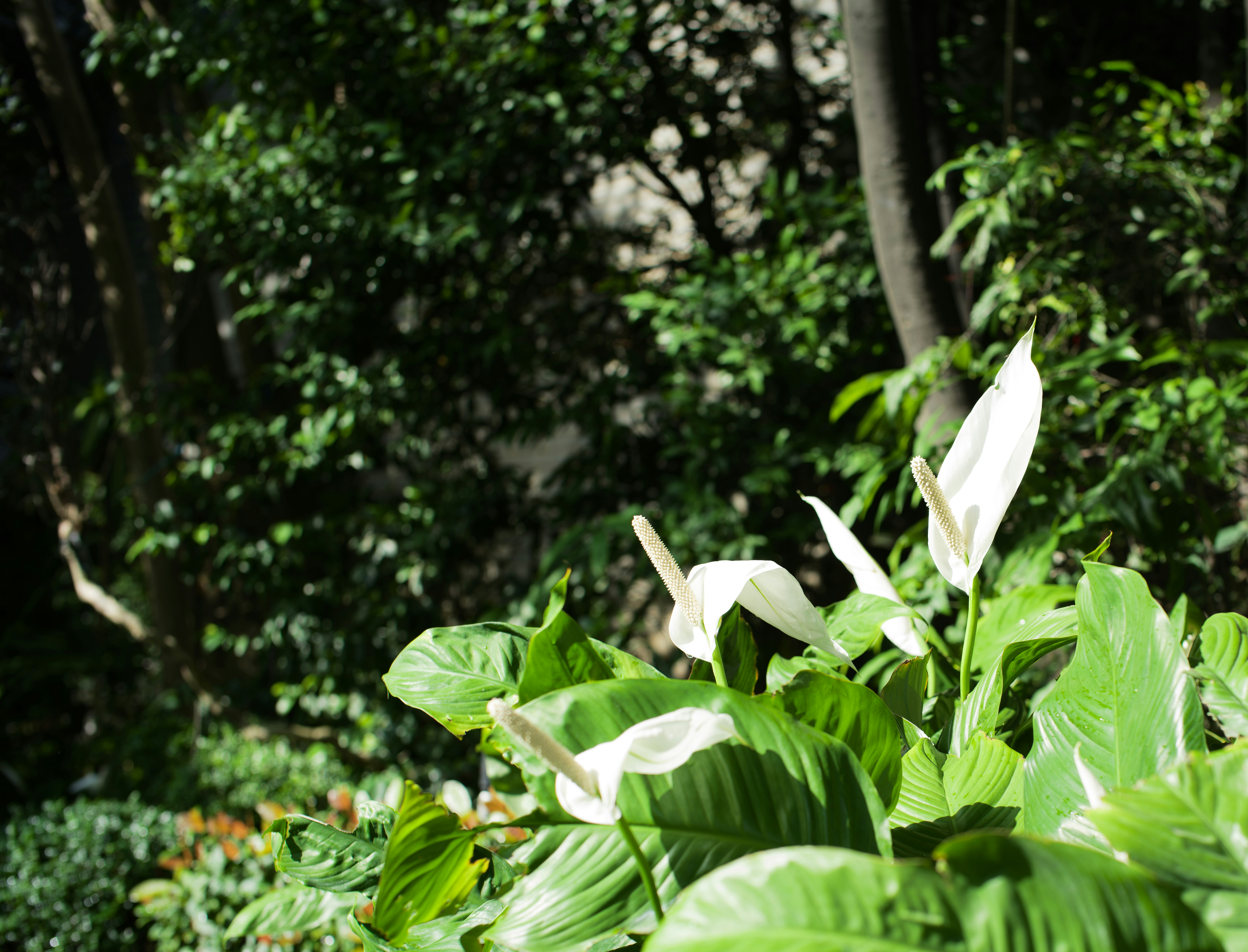 White Calla Lilies Catching the Morning Sun Amid Lush Greenery