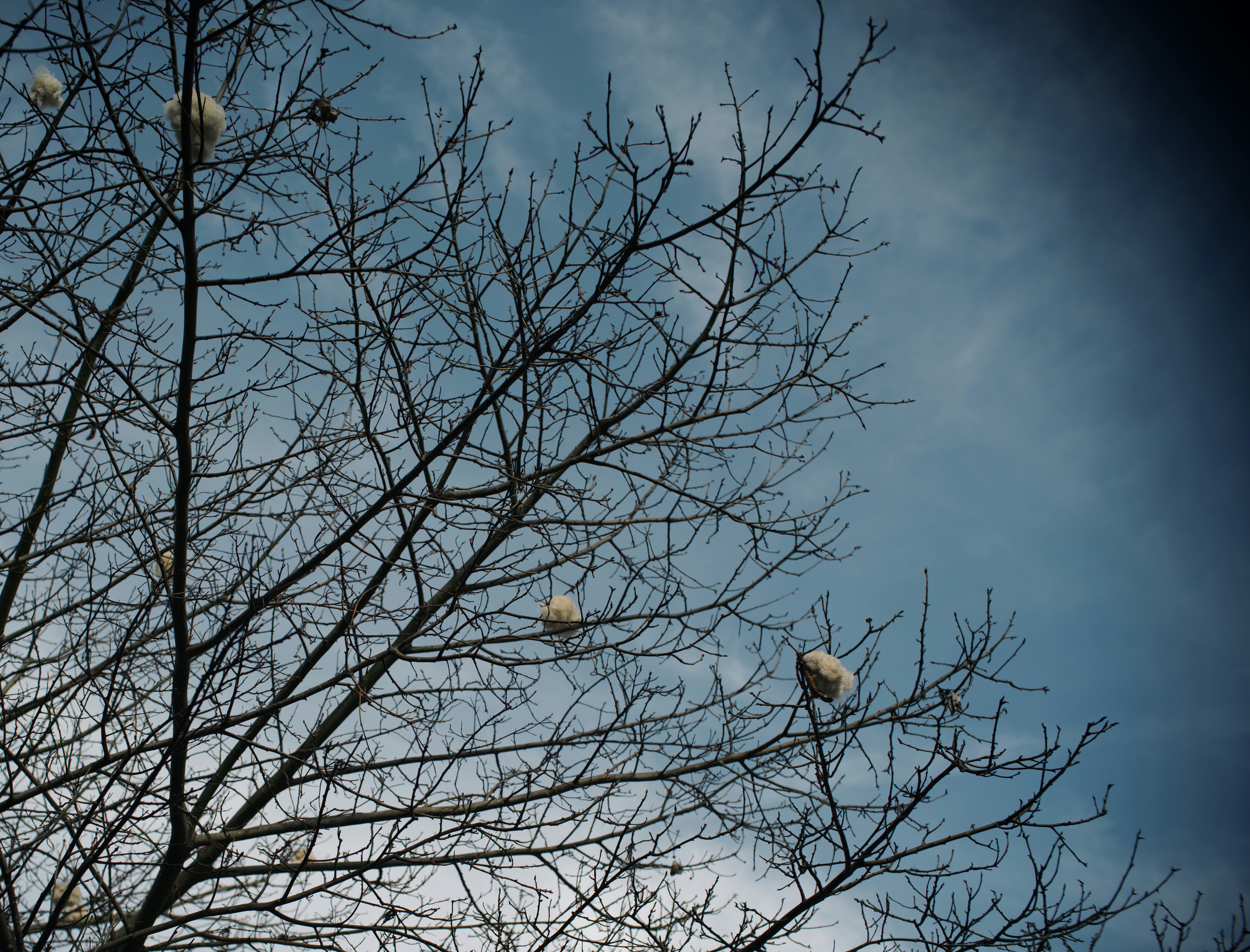Winter Branches Reach Toward a Pale Sky