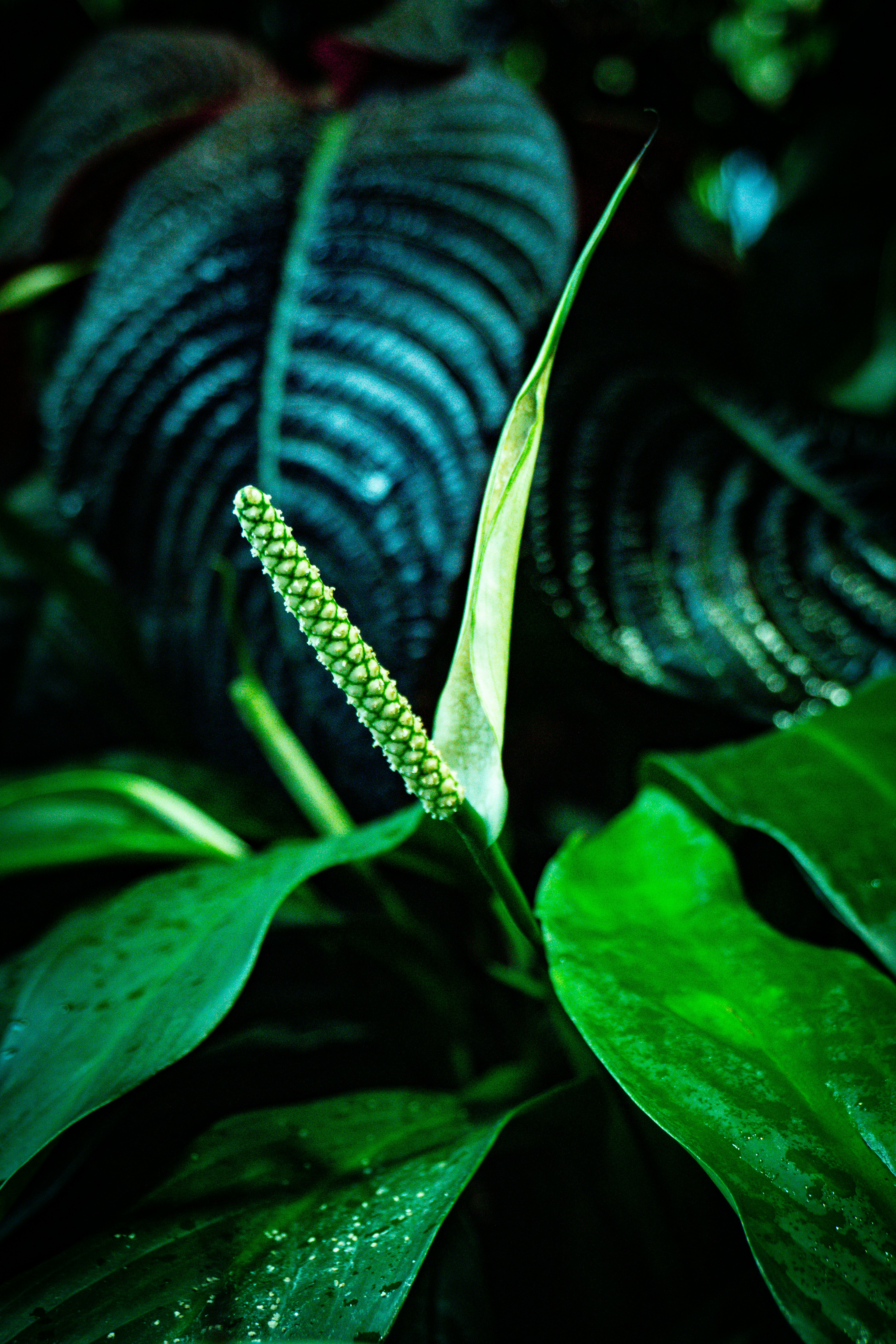 Emerald Spike: A Close-Up of a Green Tailed Inflorescence Surrounded by Velvet Foliage
