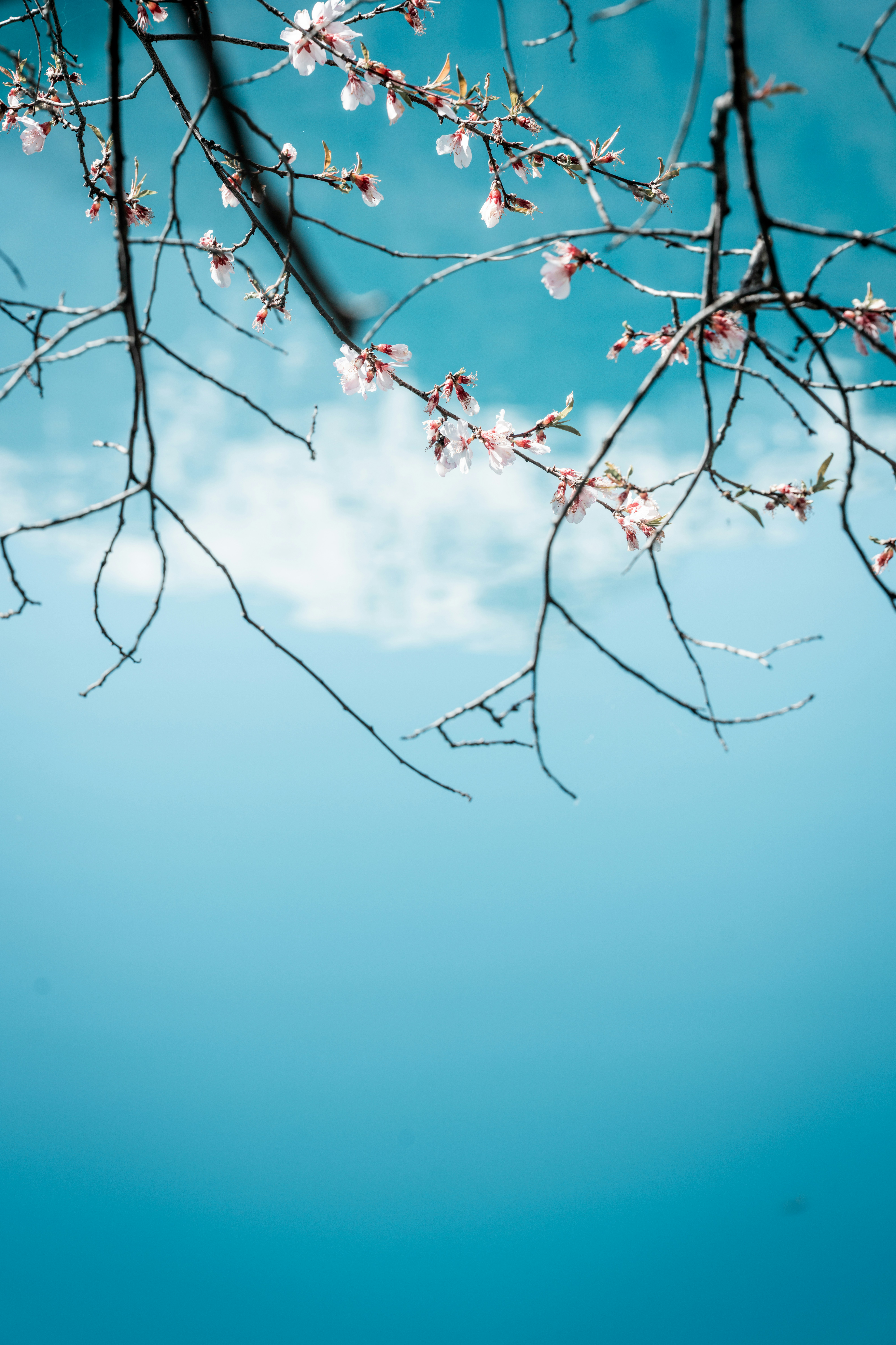Blossoms Framing a Cerulean Sky