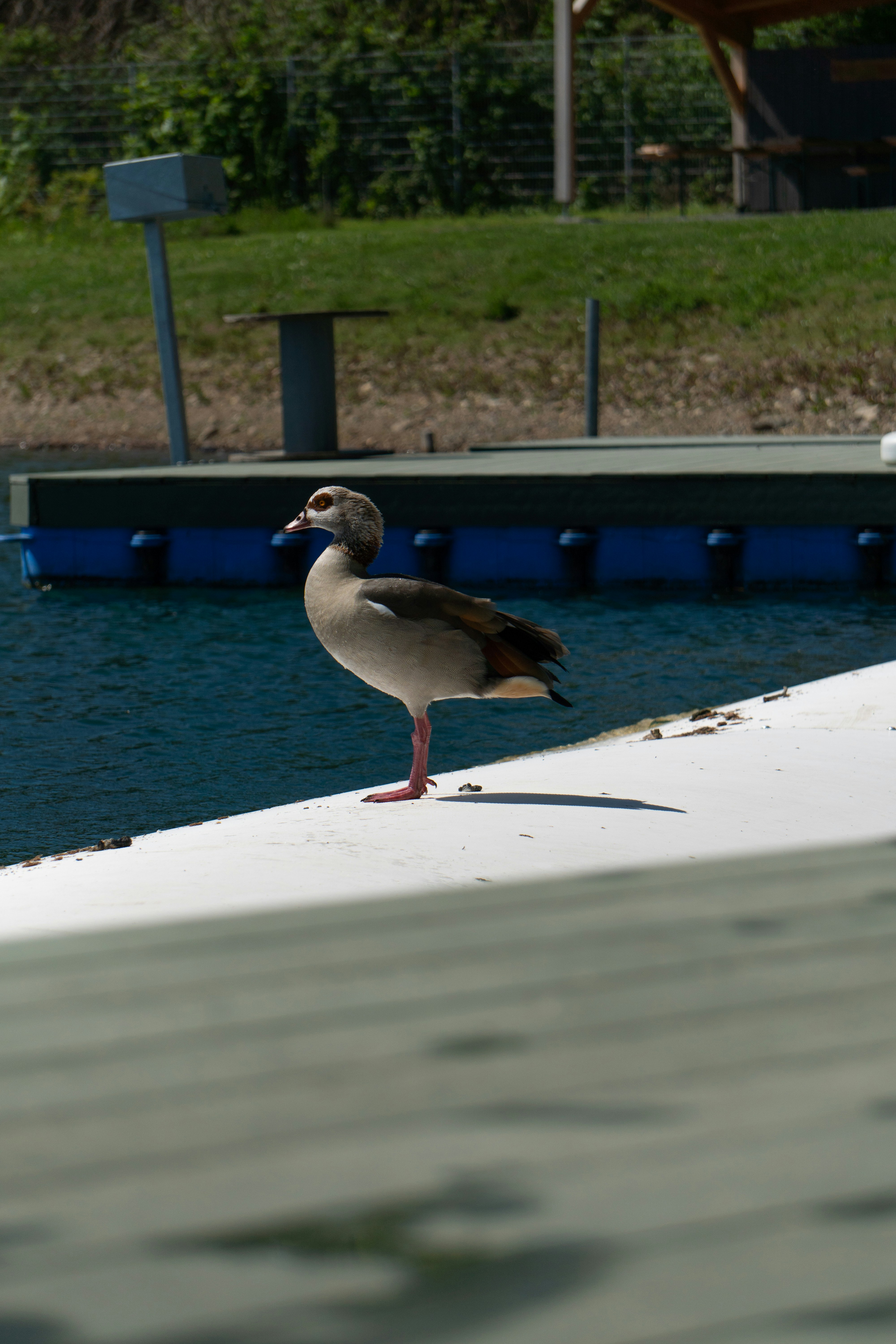 Singleton at the Pier: A Standing Duck by the Dock’s Edge