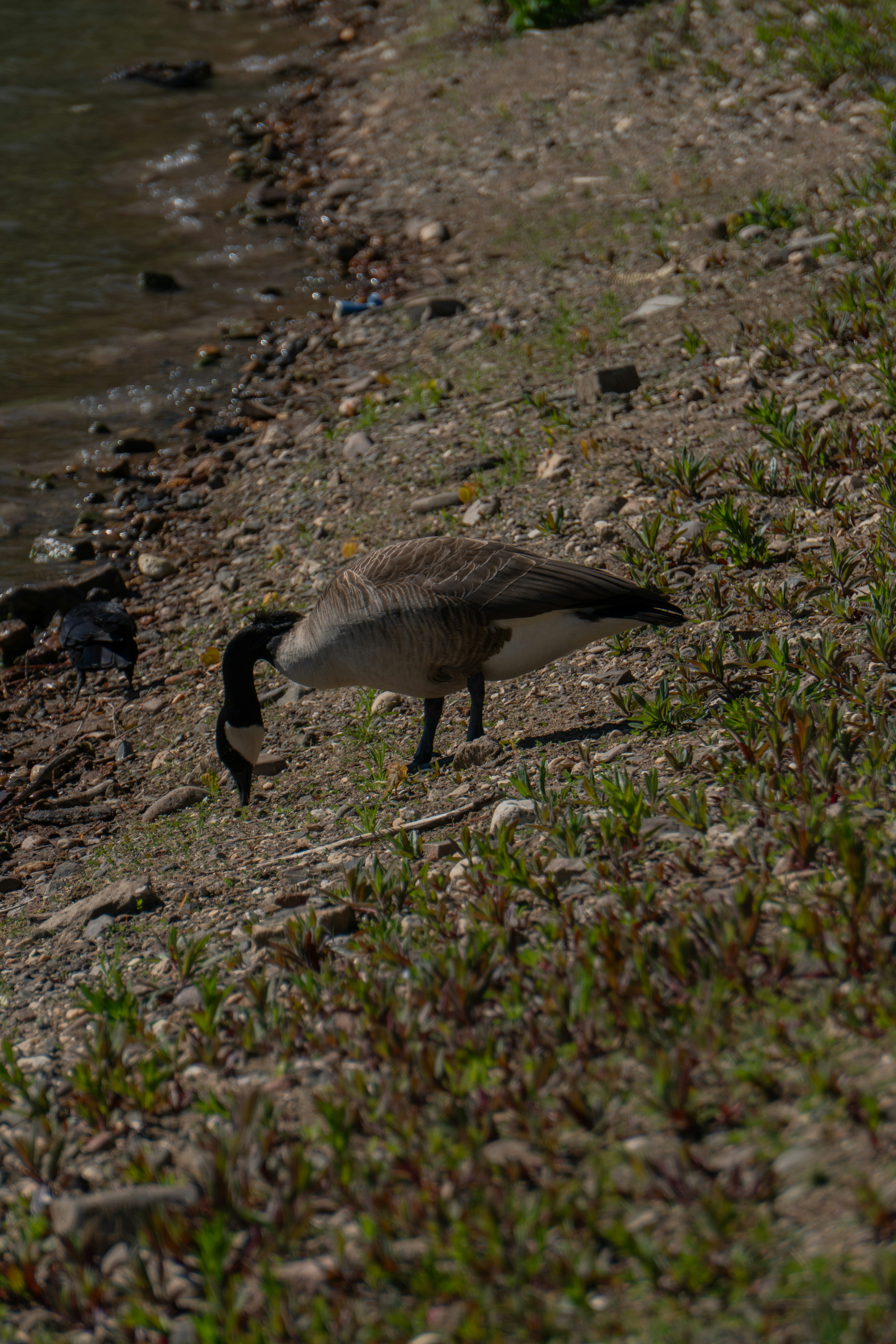 A lone Canada goose forages along a rocky riverbank