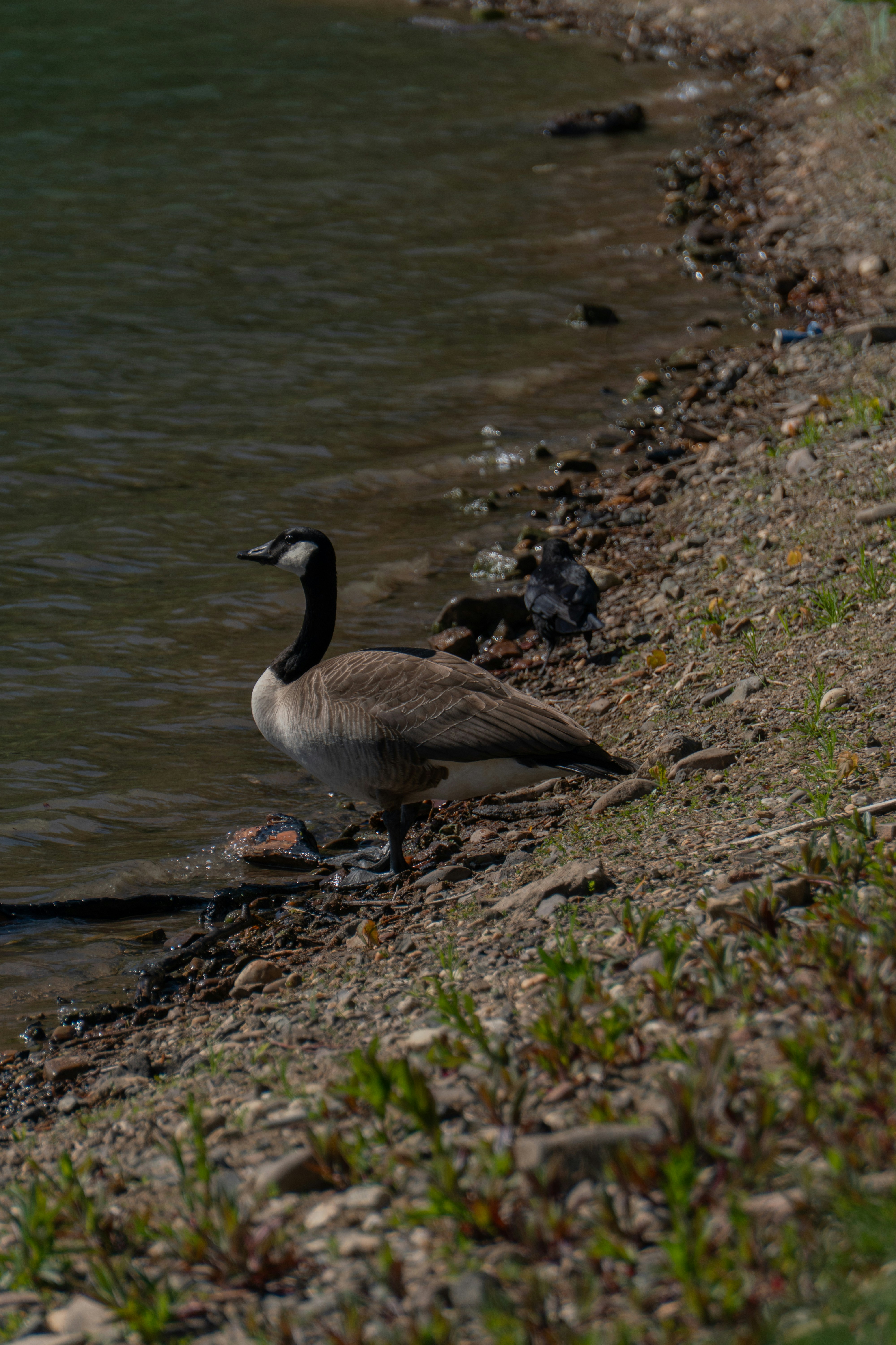 Canalbank Kayak: A lone Canada goose at the shore