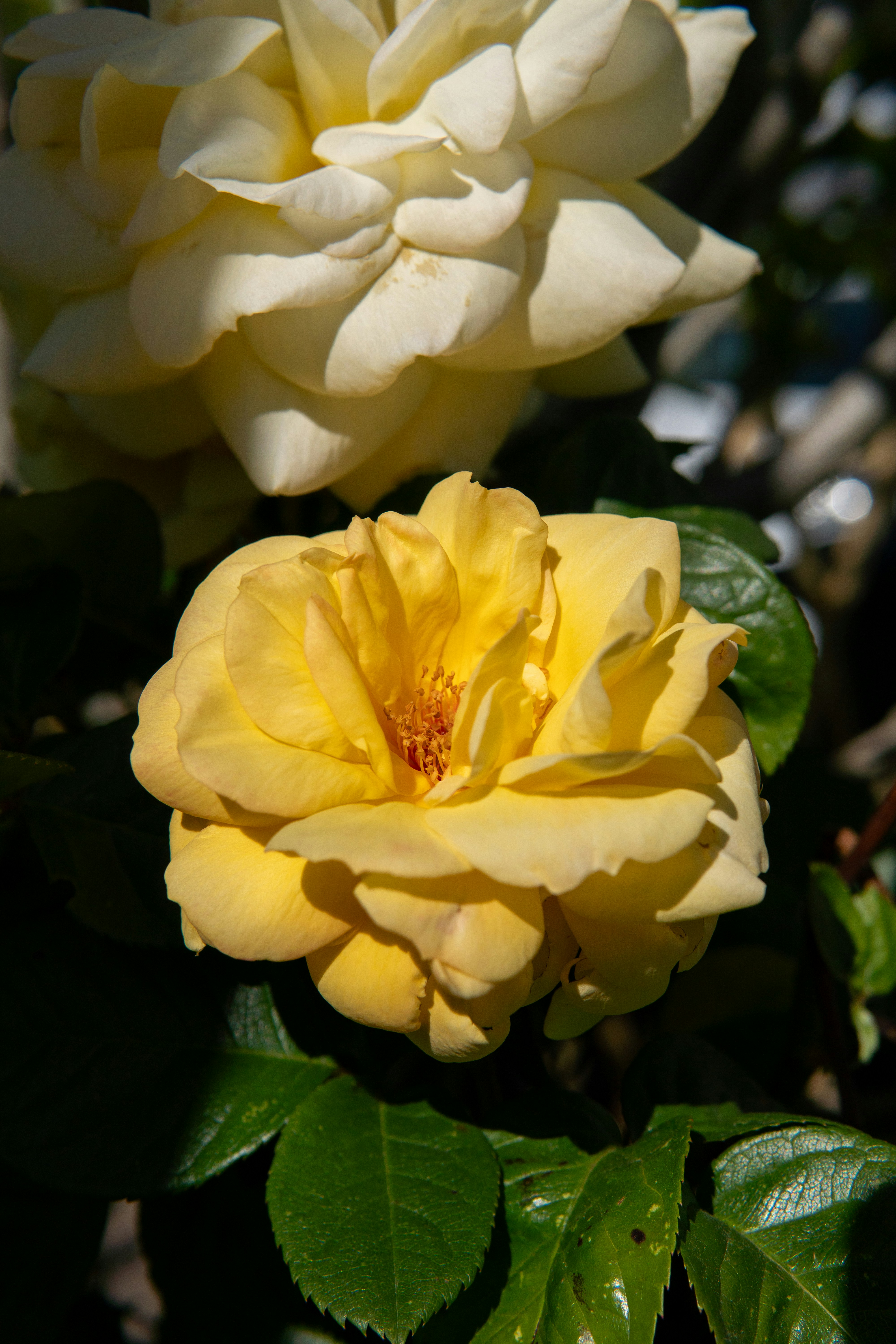 Golden Rose in Sunlit Privet