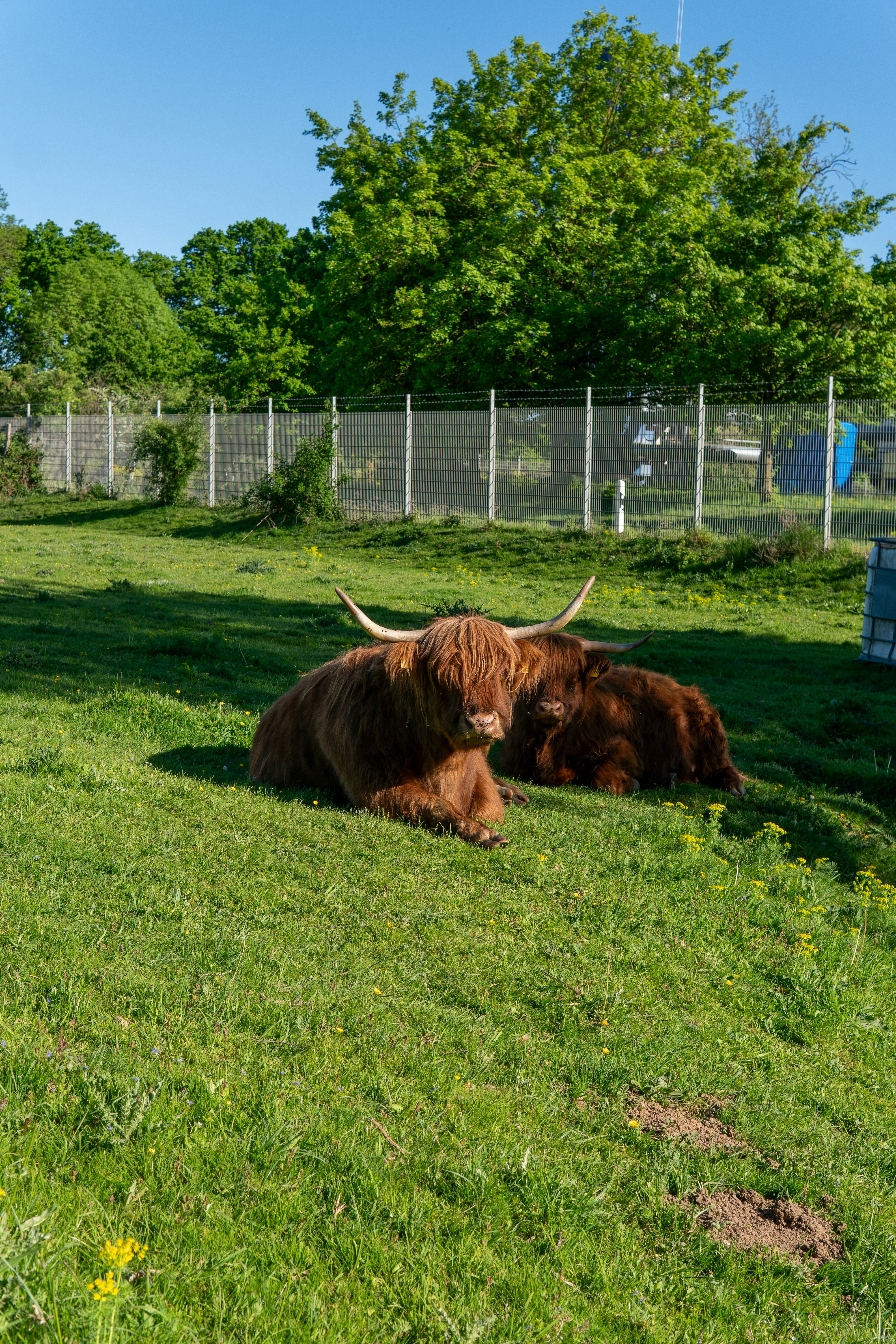 Twin Highland Coppers Resting in a Sunlit Pasture