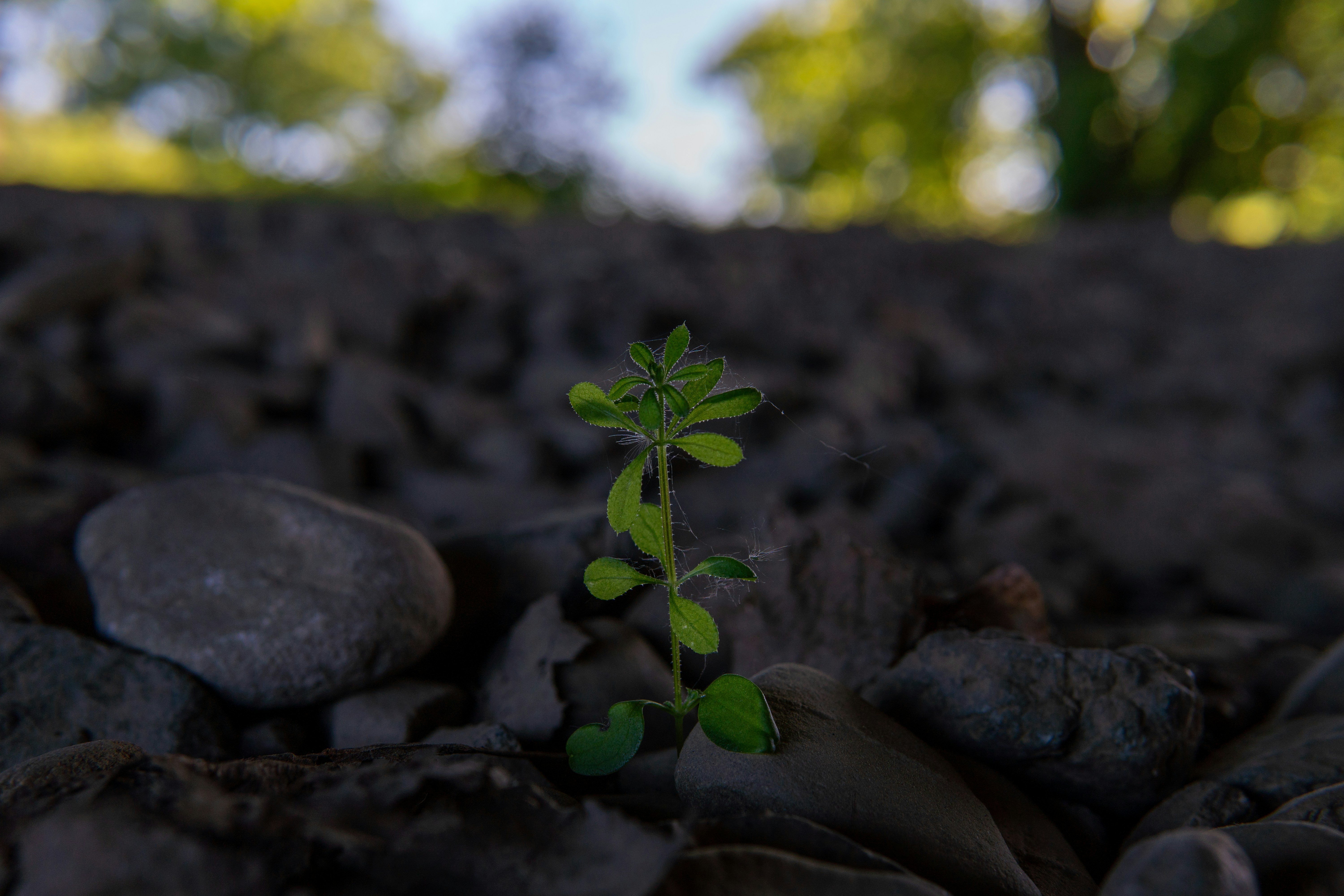 Green Sentinel Between Stones