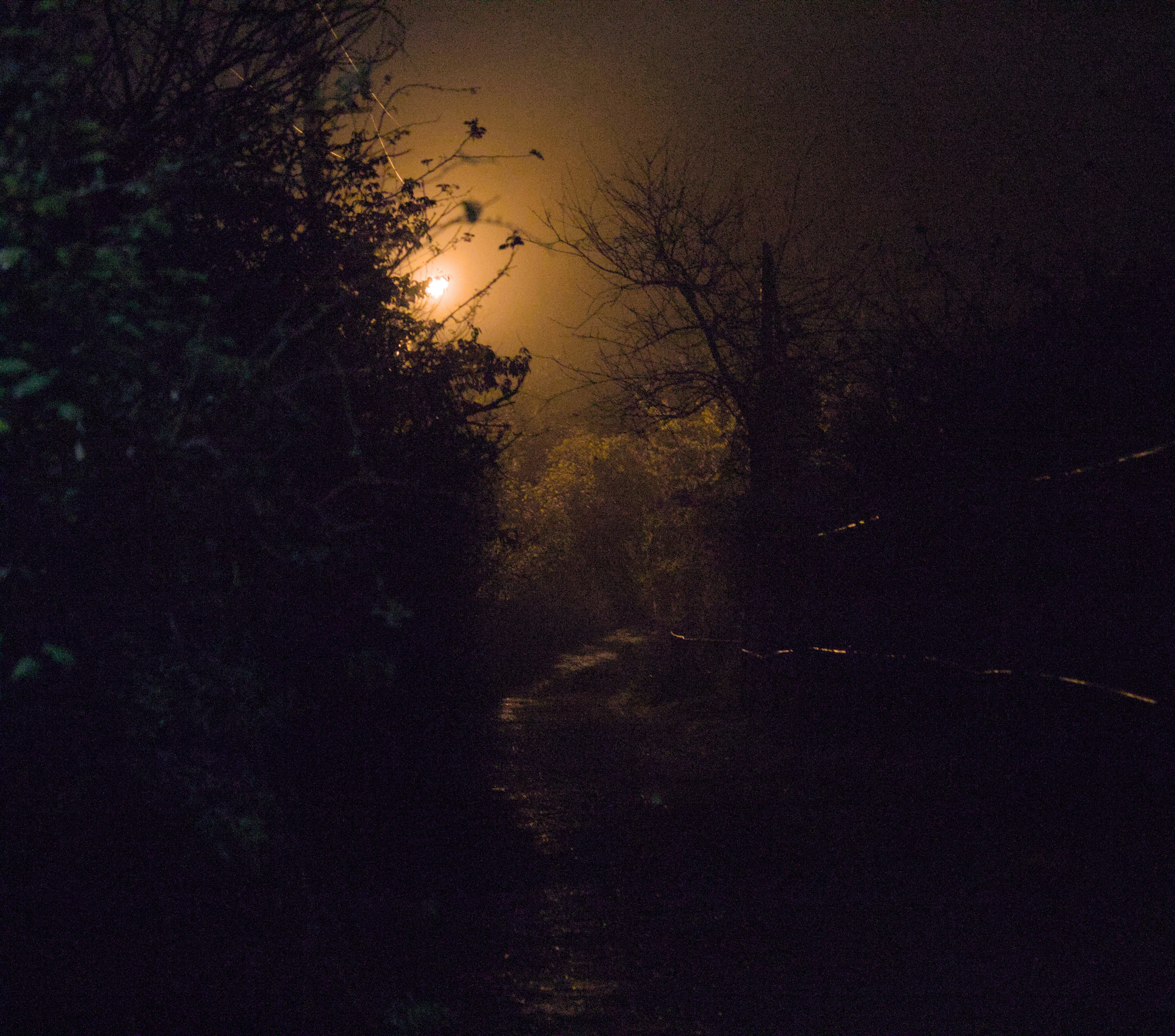 Moonlit Path Through the Darkened Thickets